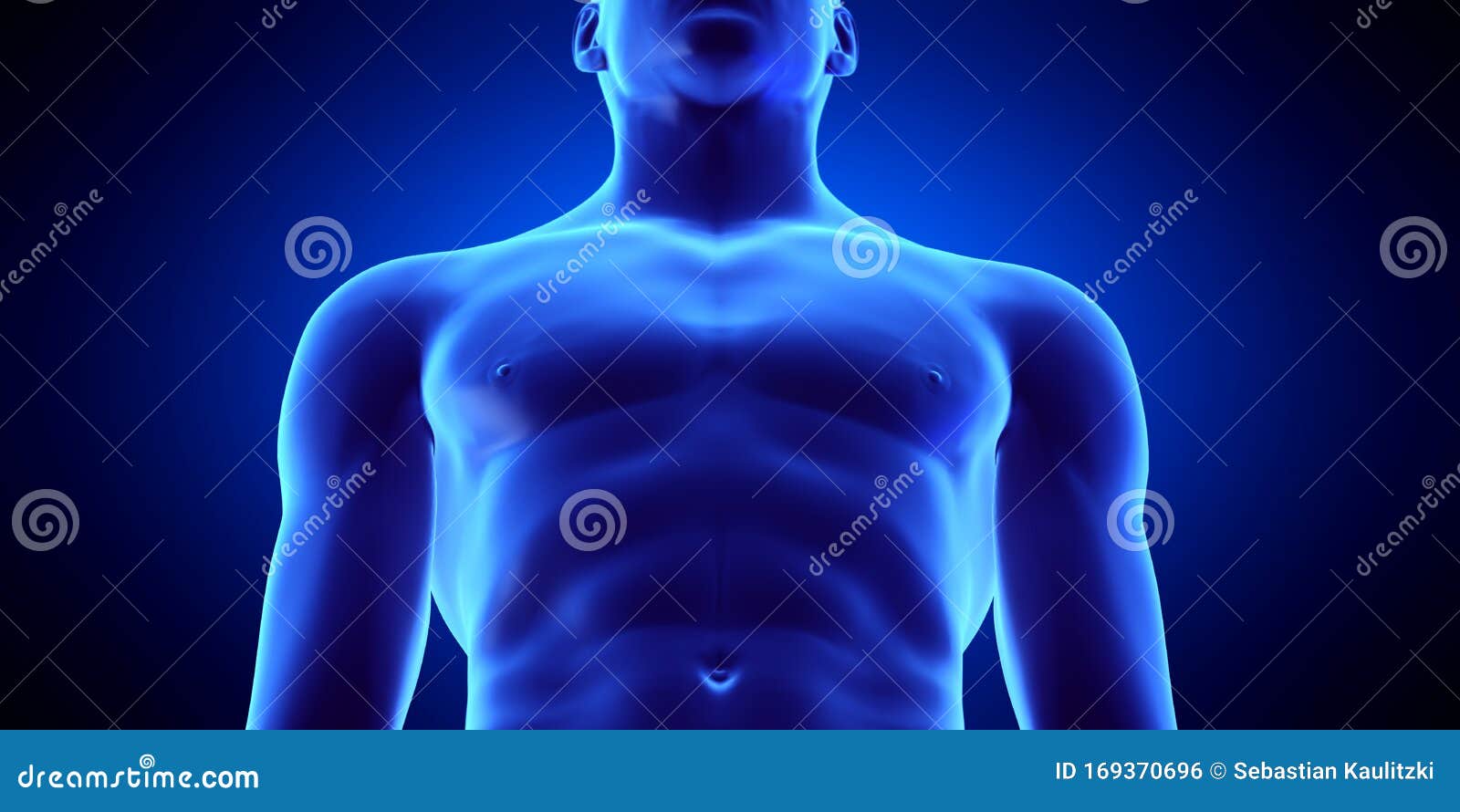 The male upper body stock illustration. Illustration of medicine ...