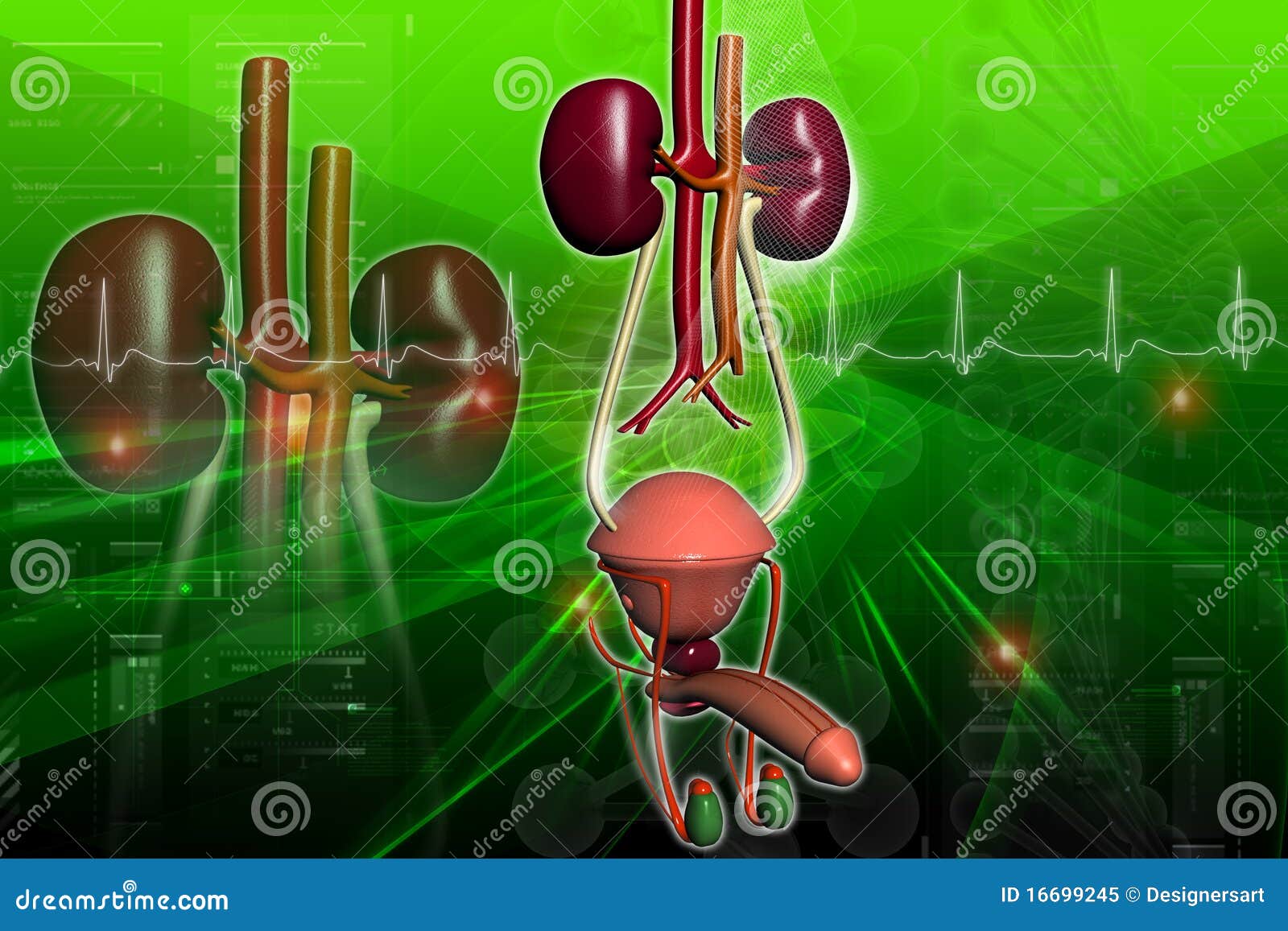 Male urinary system stock illustration. Illustration of science - 16699245