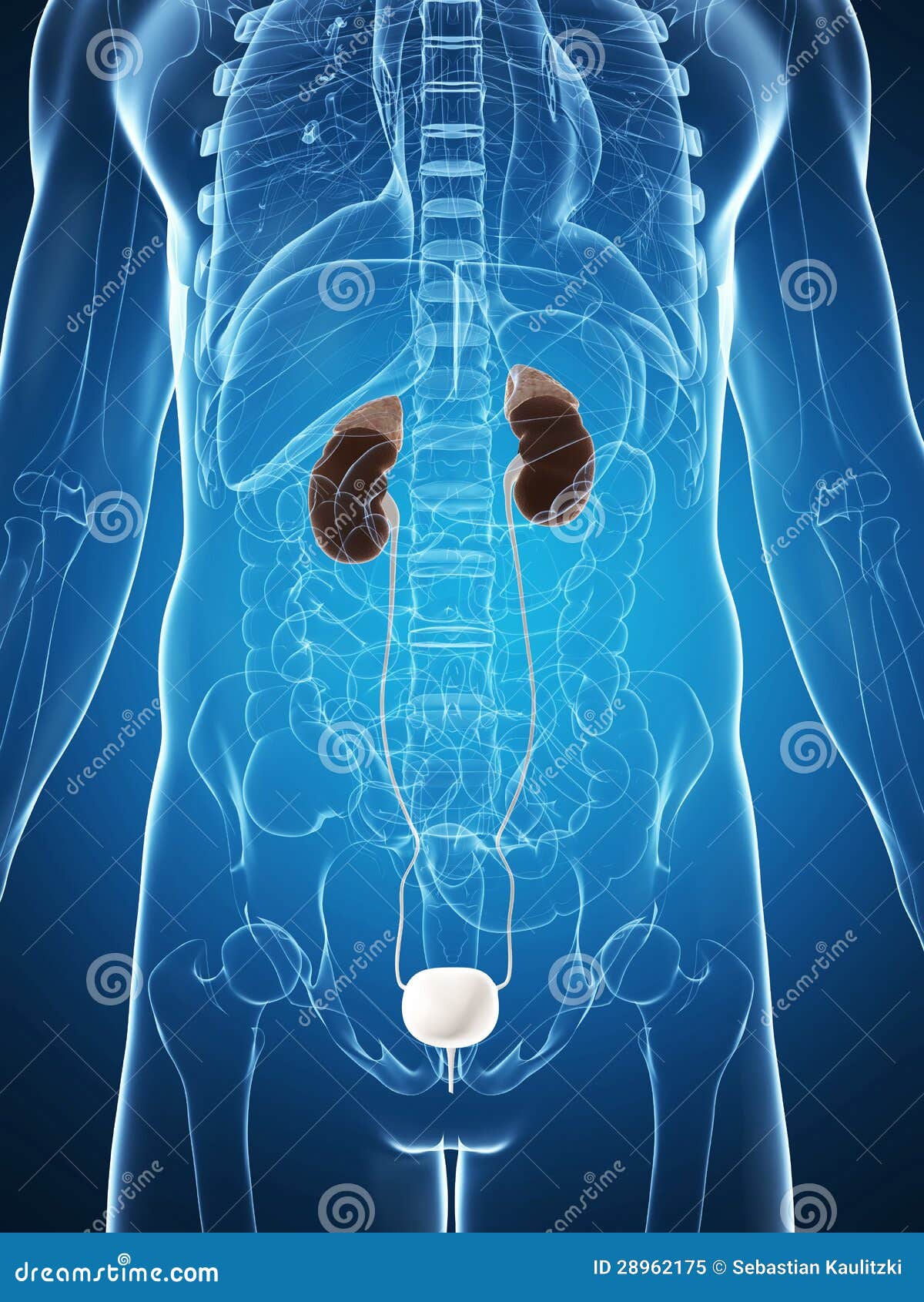 Male Urinary system stock illustration. Illustration of anatomy - 28962175