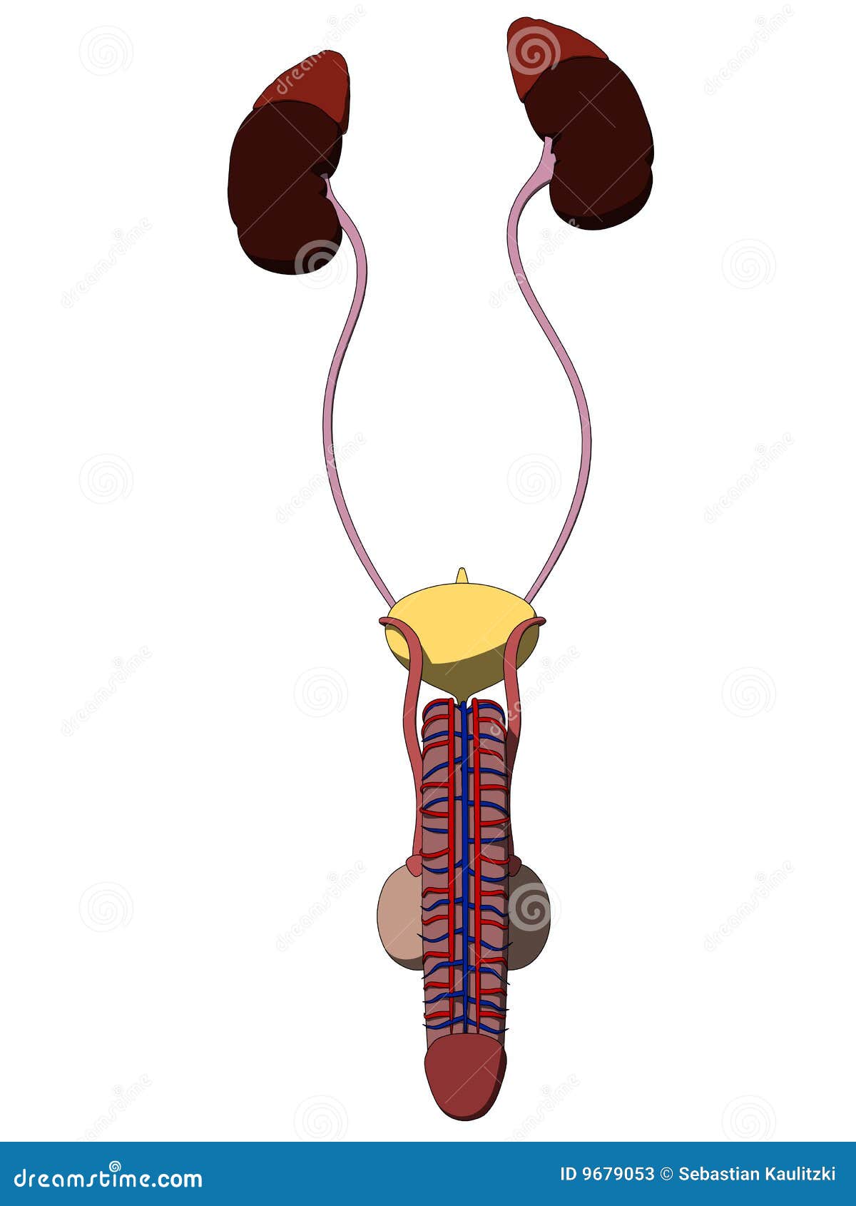 Male urinary system stock vector. Illustration of kidney - 9679053