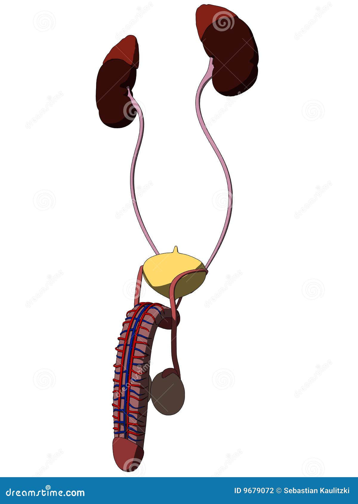 Male urinary system stock vector. Illustration of erectile - 9679072