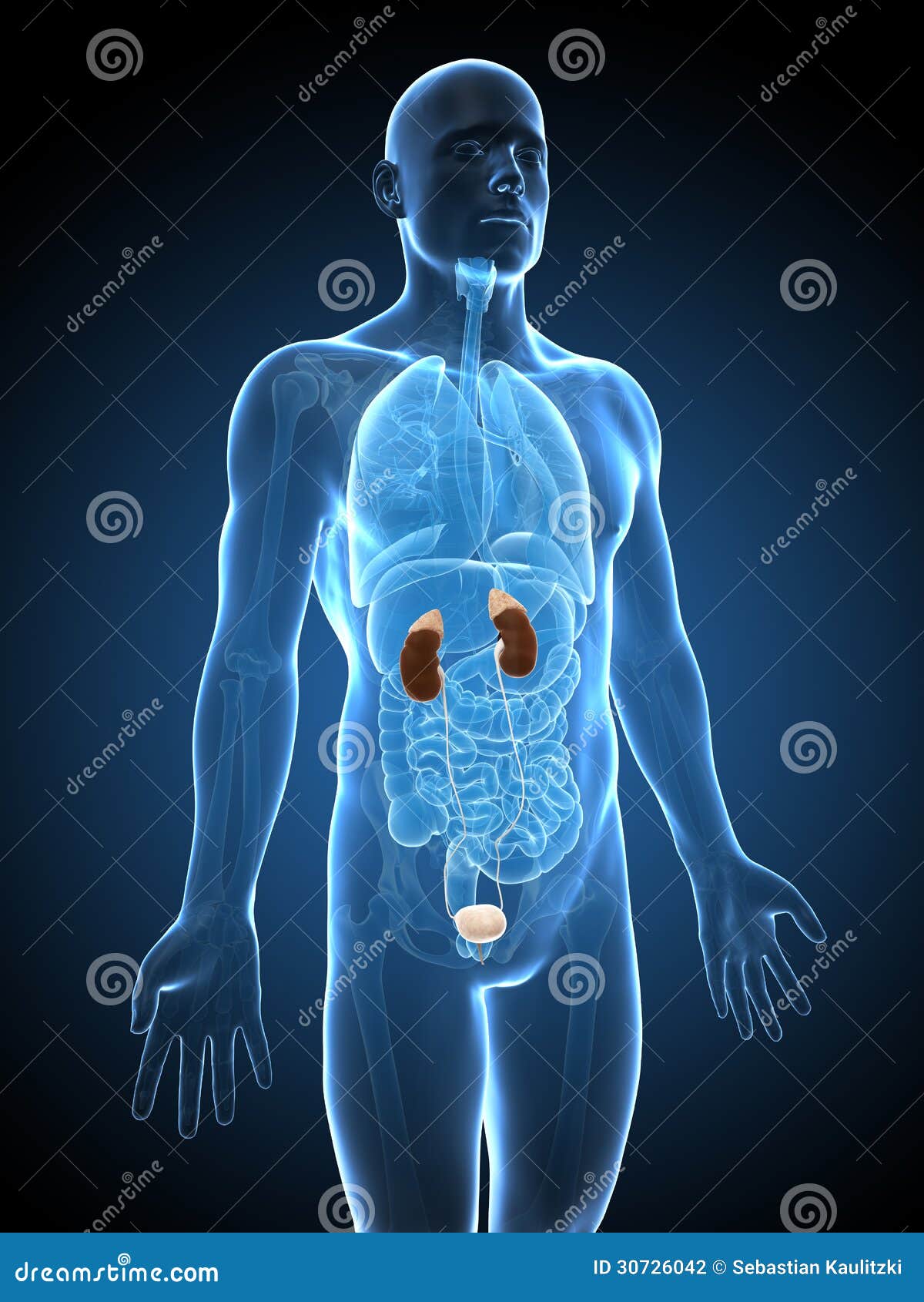 Male Urinary system stock illustration. Illustration of kidney - 30726042