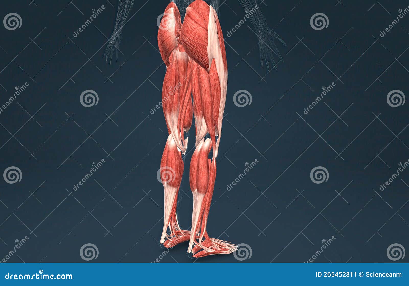 Male Muscles of the Lower Limb Stock Illustration - Illustration of ...