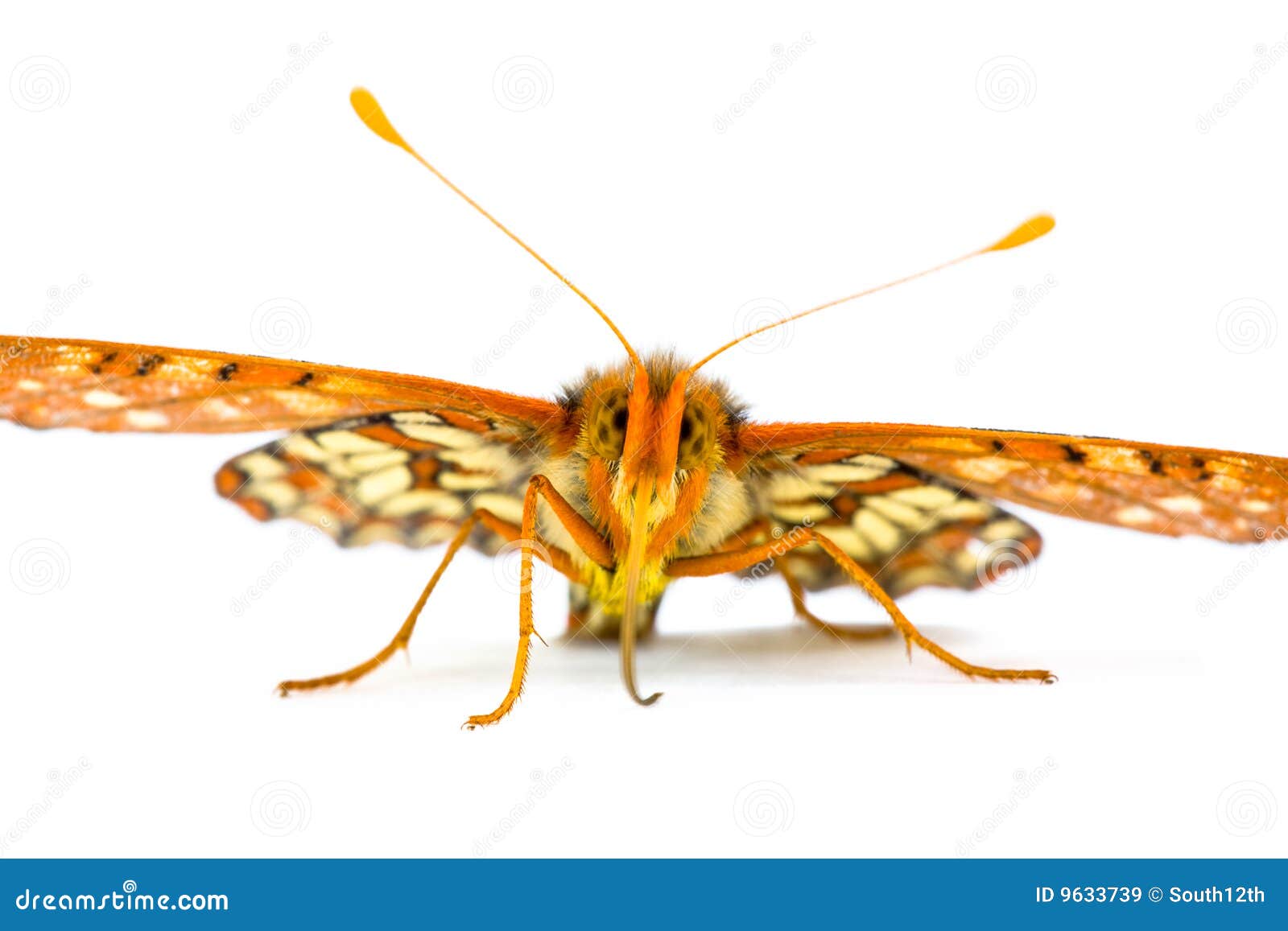 Male Variable Checkerspot Butterfly, Euphydryas Ch Stock Image - Image ...
