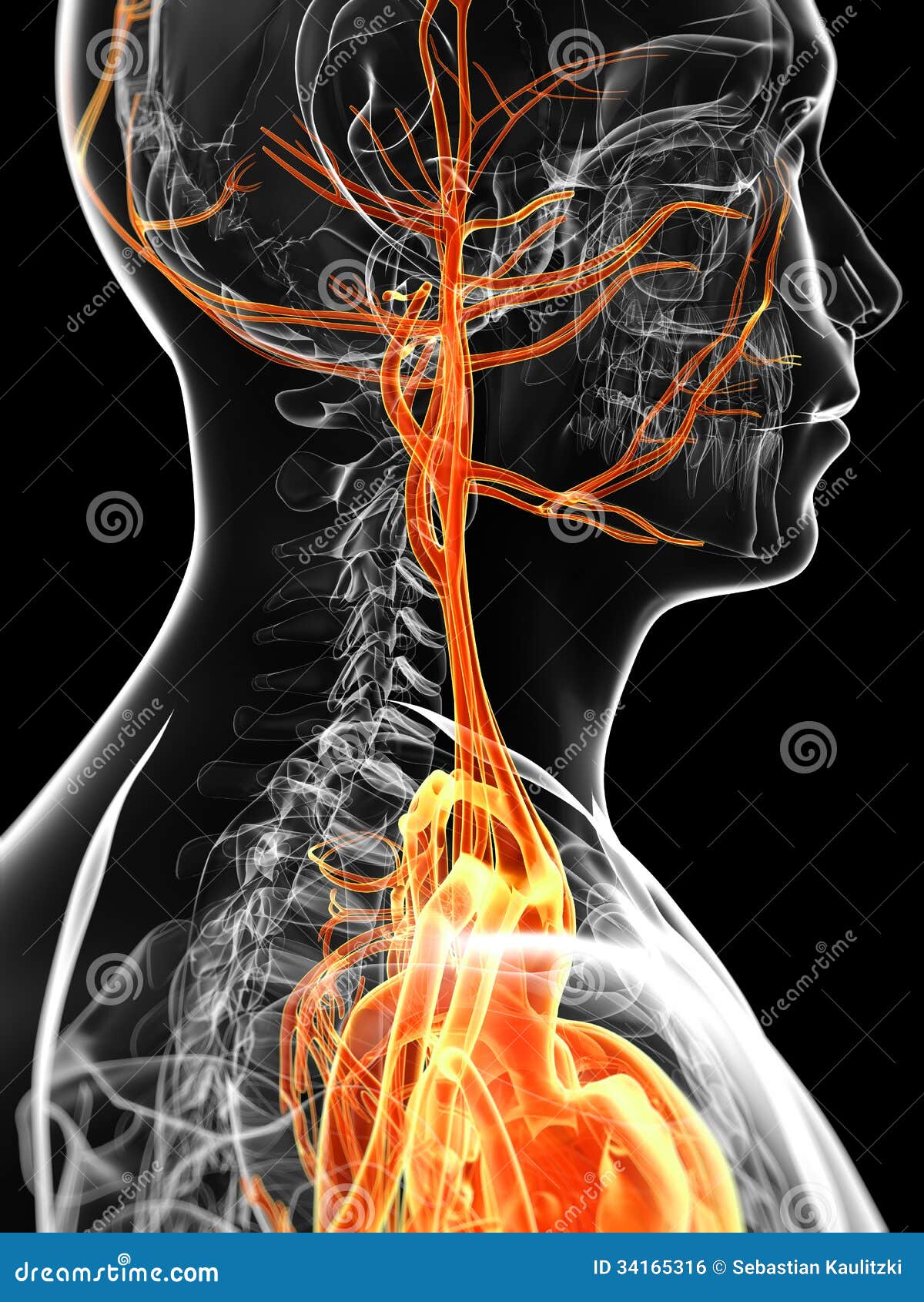 The male vascular system stock illustration. Illustration of biology ...