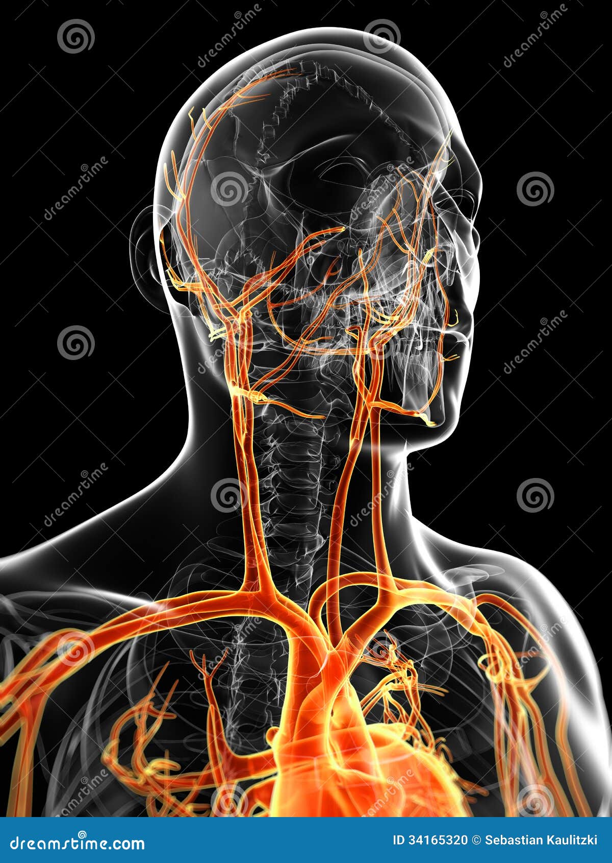 The male vascular system stock illustration. Illustration of graphic ...