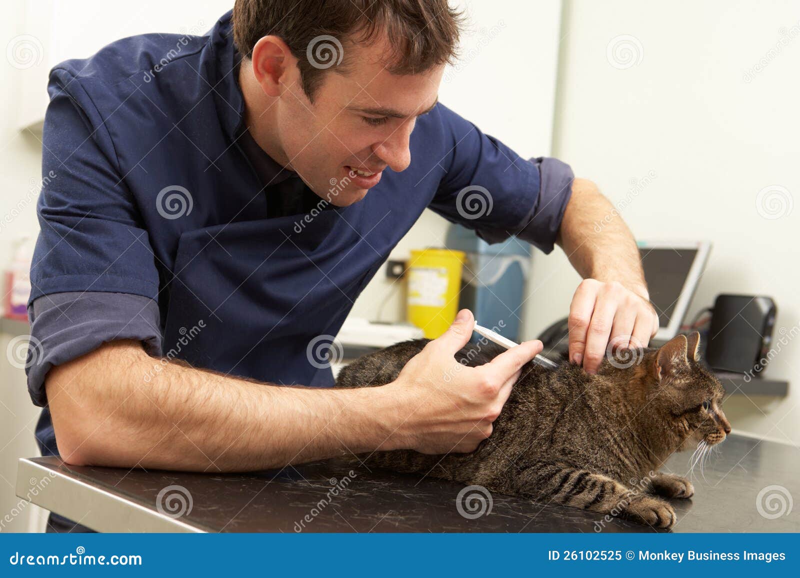 Male Veterinary Surgeon Examining Cat in Surgery Stock Image - Image of ...