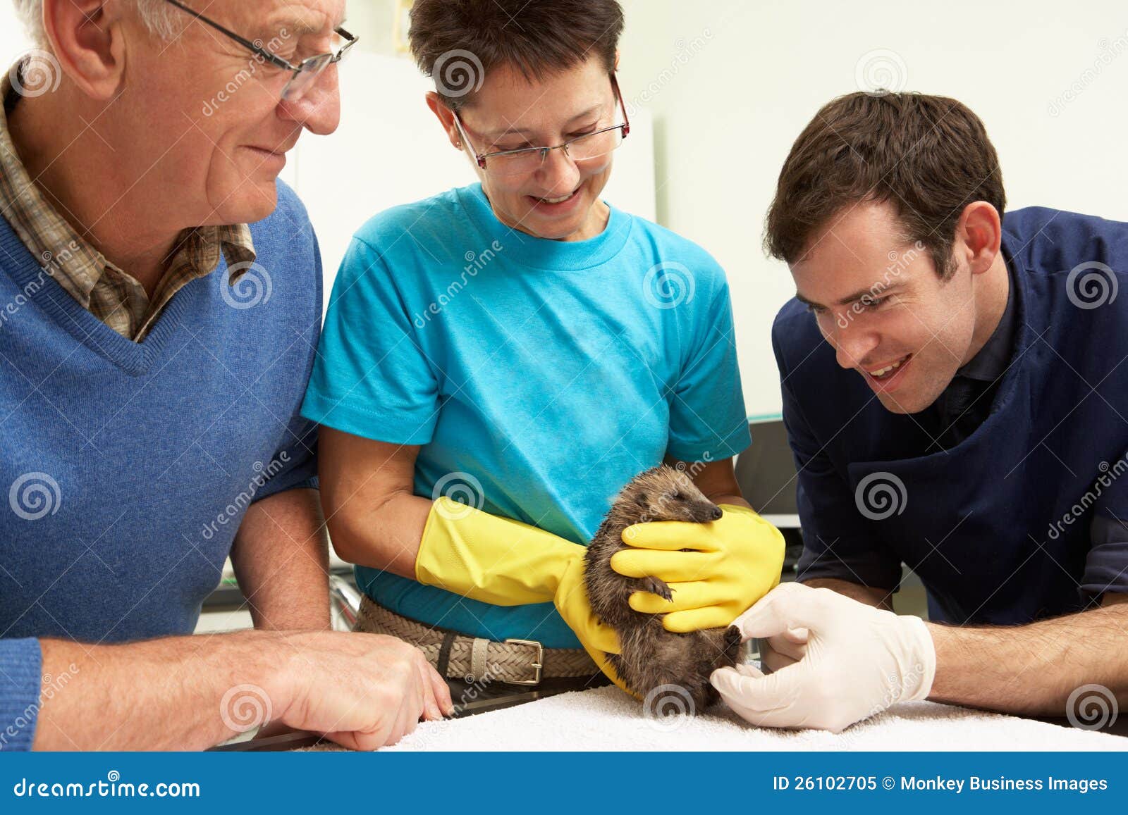 Male Veterinary Surgeon Examining Rescued Hedgehog Stock Image - Image ...