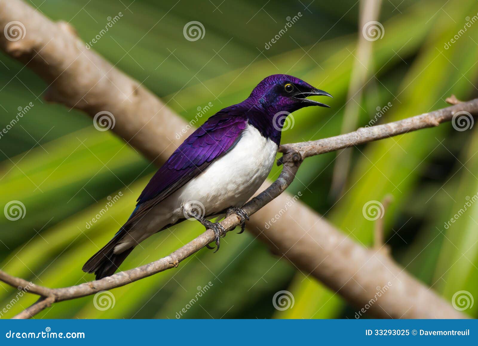 Male Violet-Backed Starling Stock Image - Image of violet, violetbacked ...