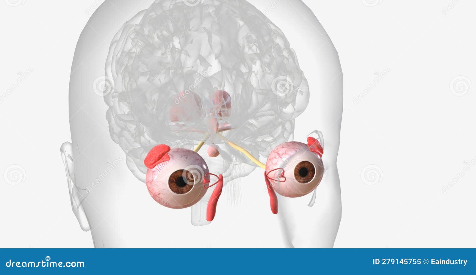 The Male Visual Hearing System Stock Illustration - Illustration of ...