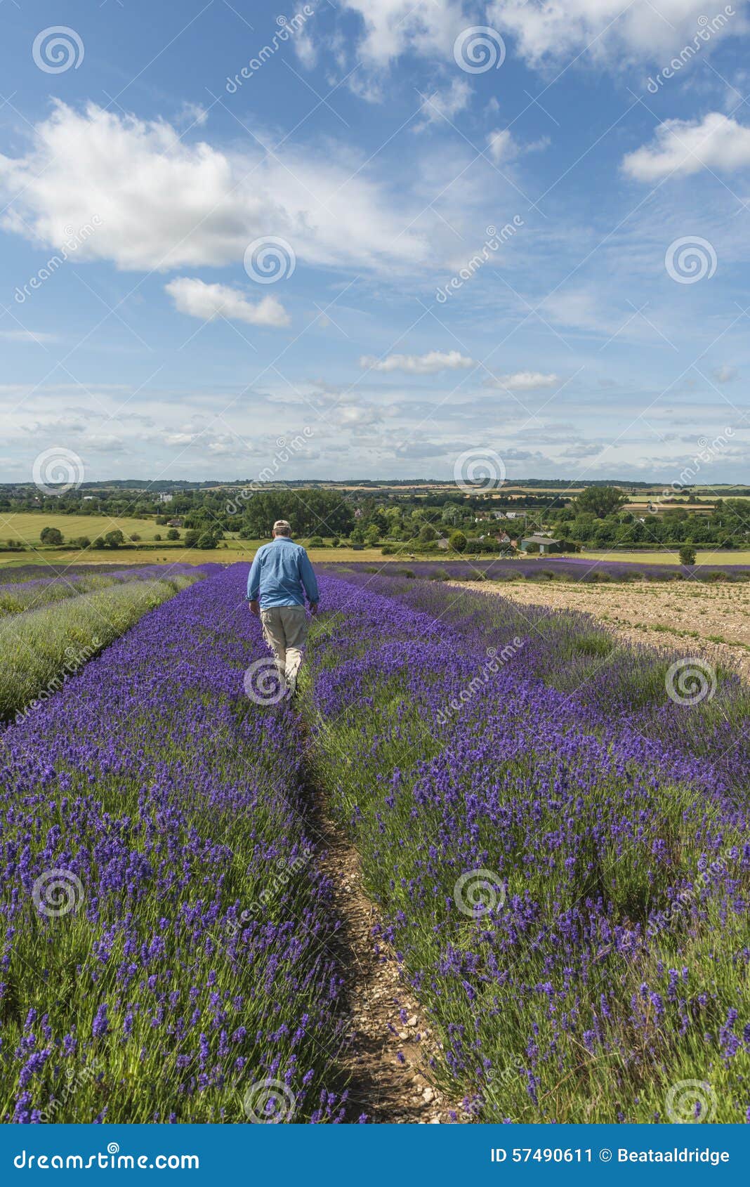 A Male Walking through Lavender Field Stock Image - Image of ...