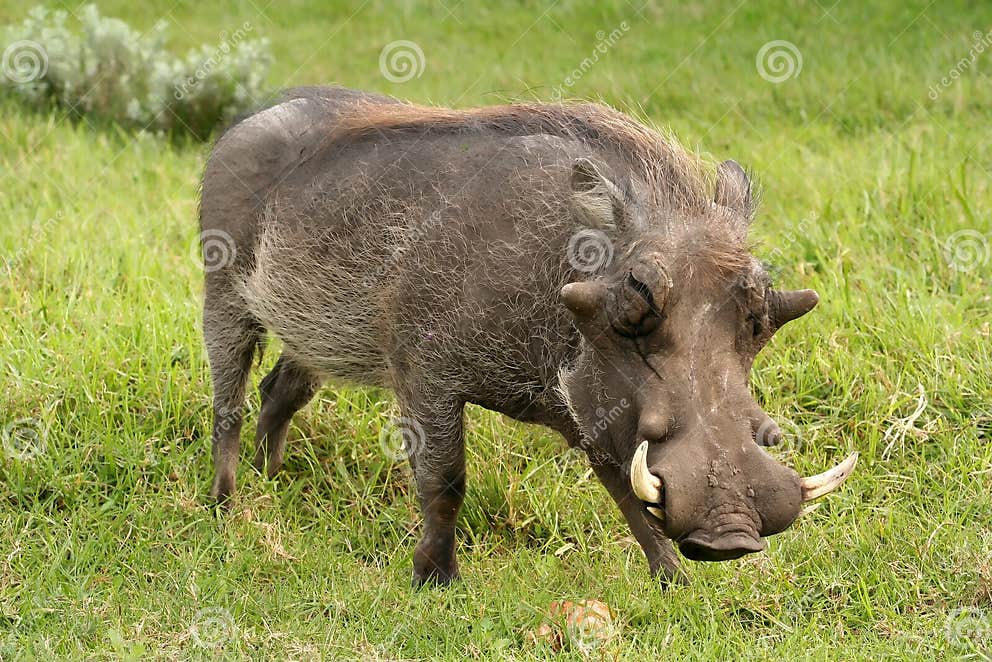 Male Warthog stock image. Image of grassland, coarse, hide - 2901481