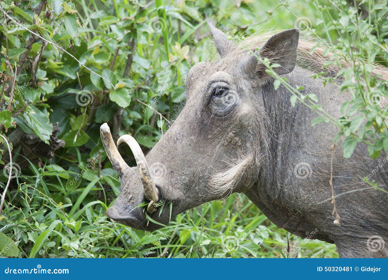 Male Warthog in Kruger Park Stock Image - Image of park, warthog: 50320481