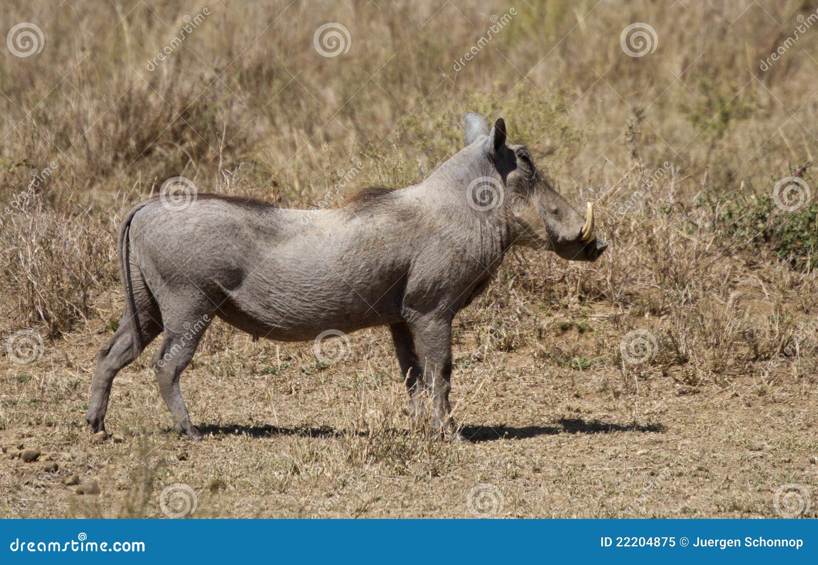 Male Warthog In The Serengeti Royalty-Free Stock Photo | CartoonDealer ...