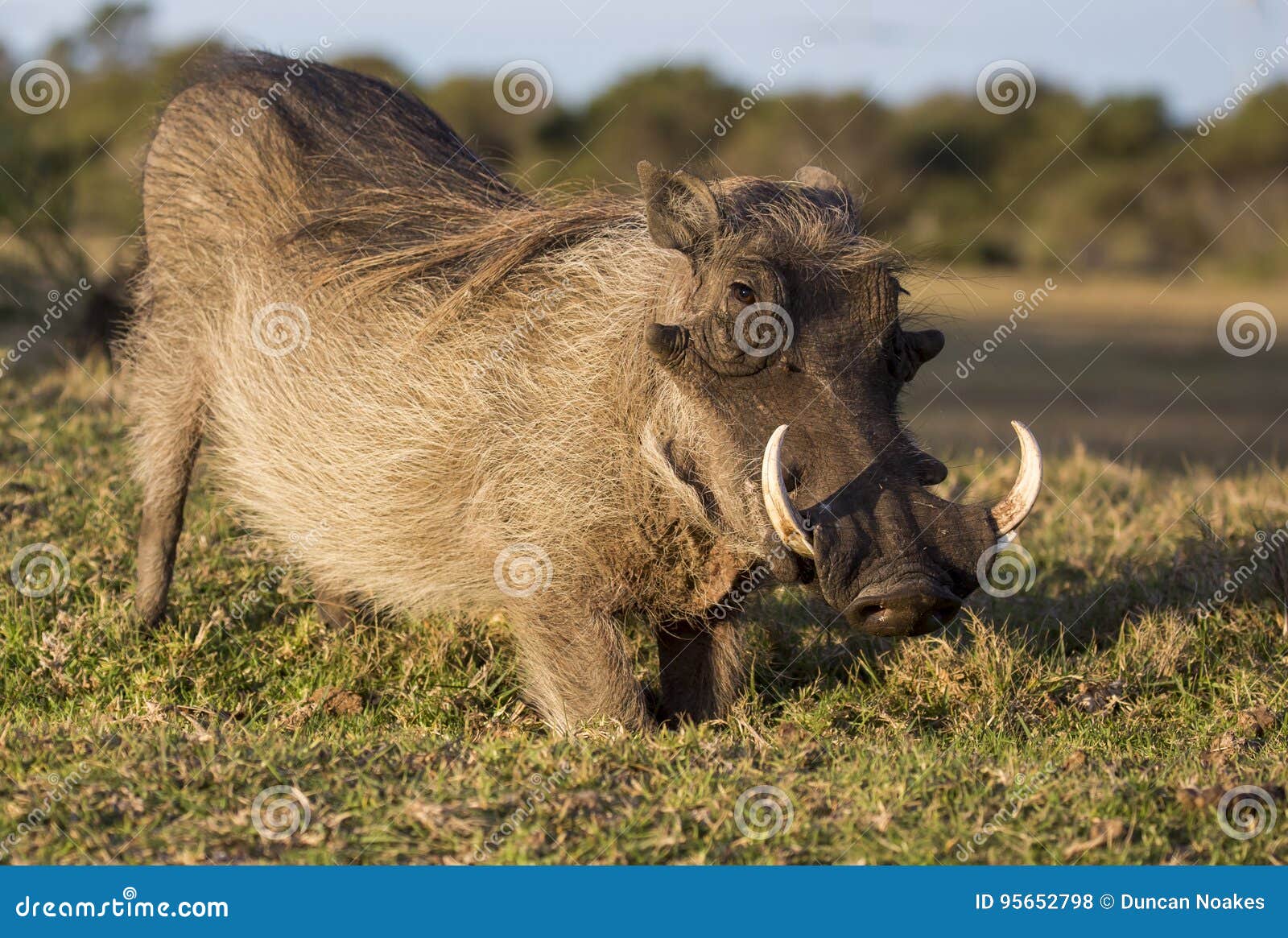 A Warthog With Big Tusks. Stock Image | CartoonDealer.com #24220813