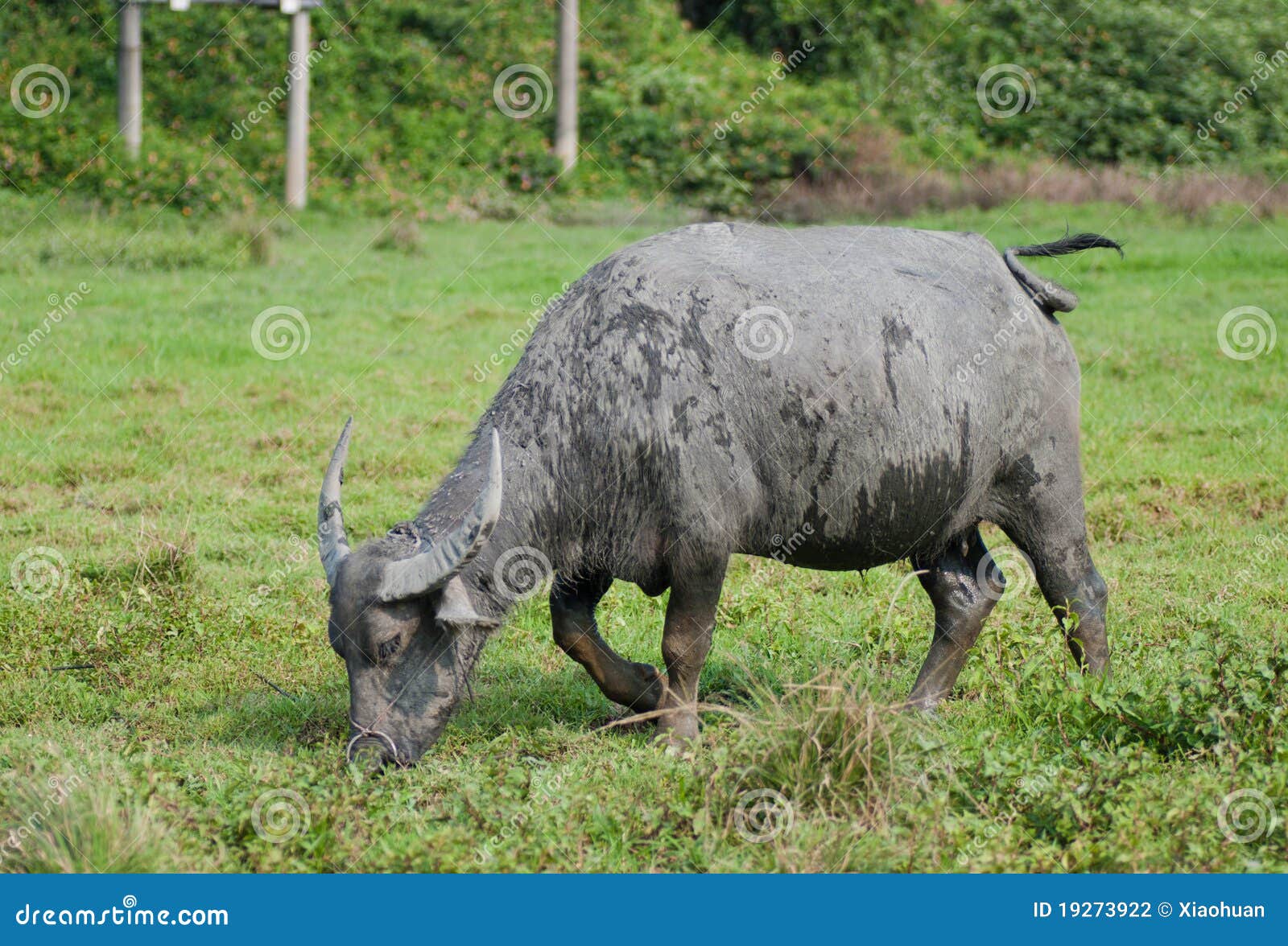 A male water buffalo stock photo. Image of horn, agriculture - 19273922