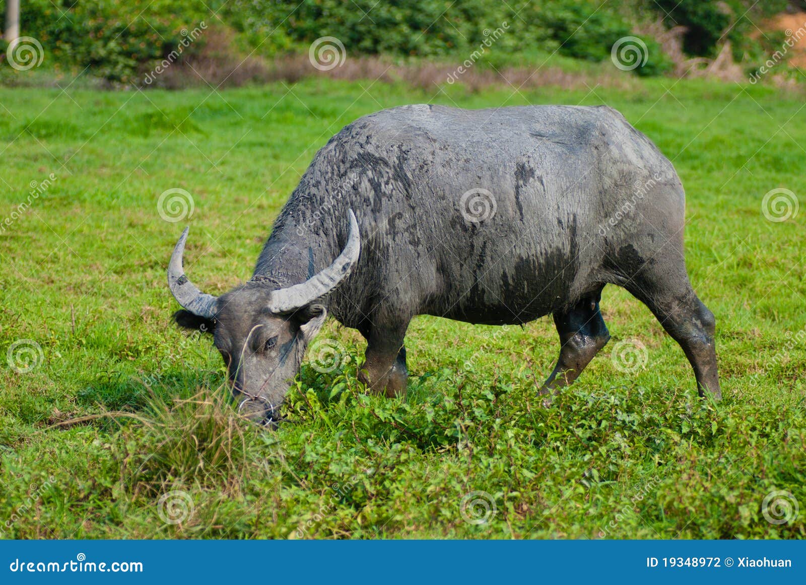 A male water buffalo stock photo. Image of carabao, geoponics - 19348972