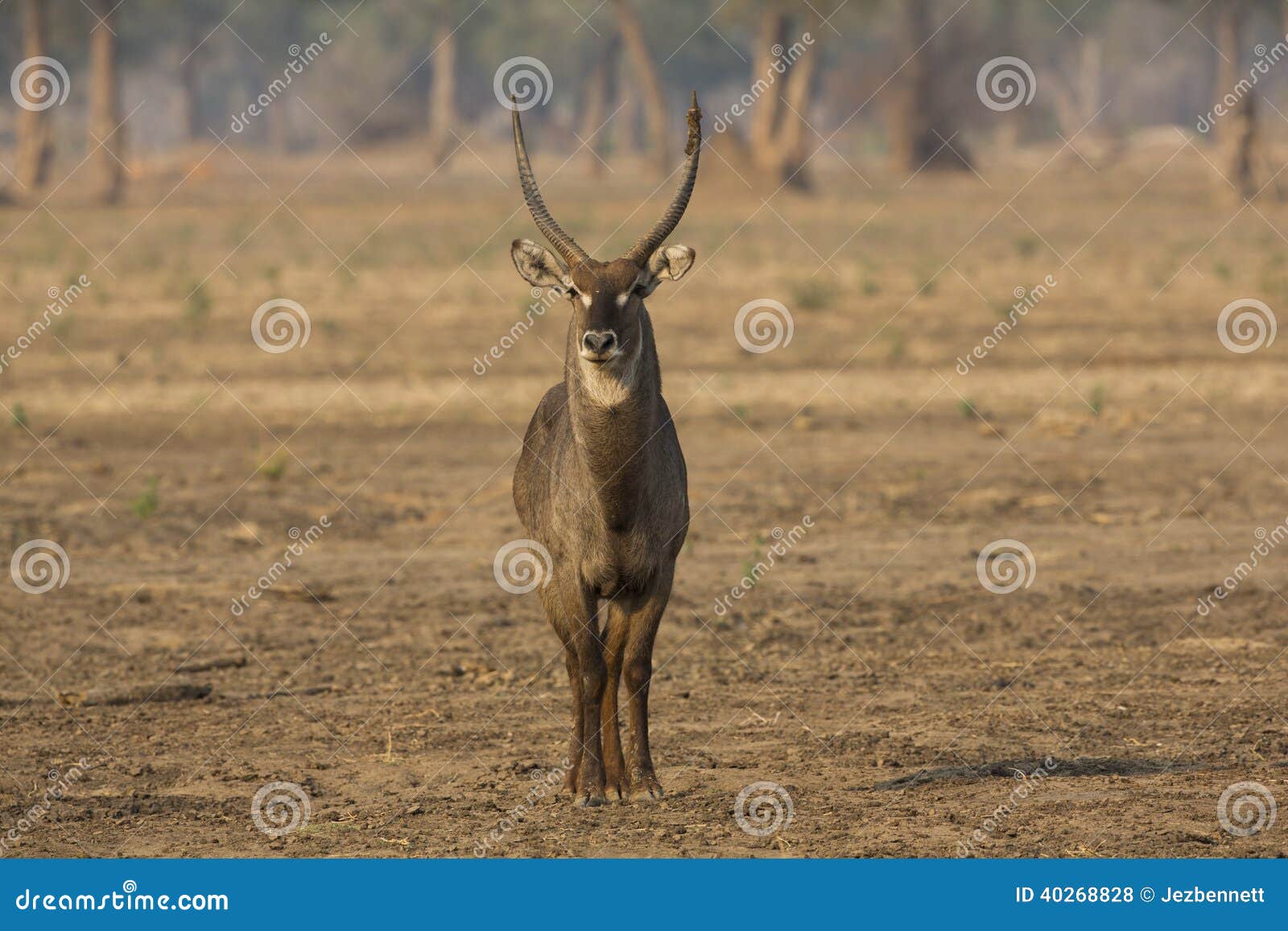 Male waterbuck stock photo. Image of african, wildlife - 40268828