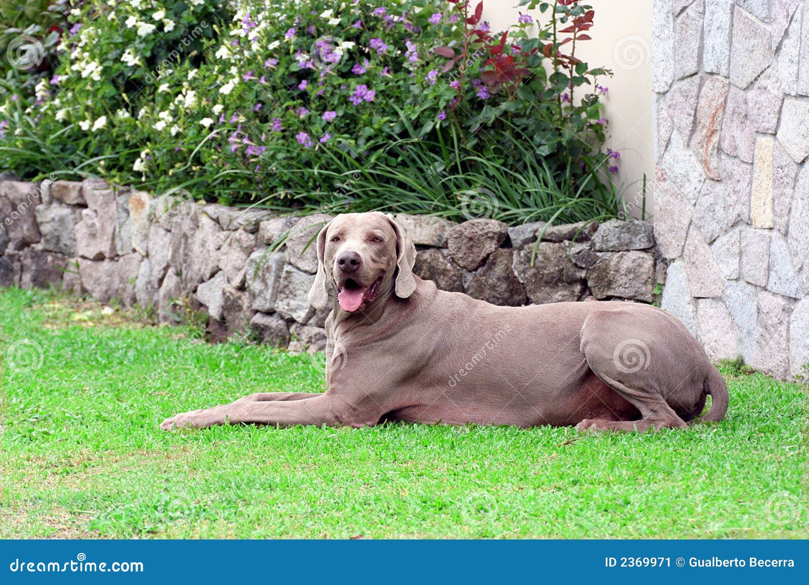 Male Weimaraner stock image. Image of grey, green, yard - 2369971