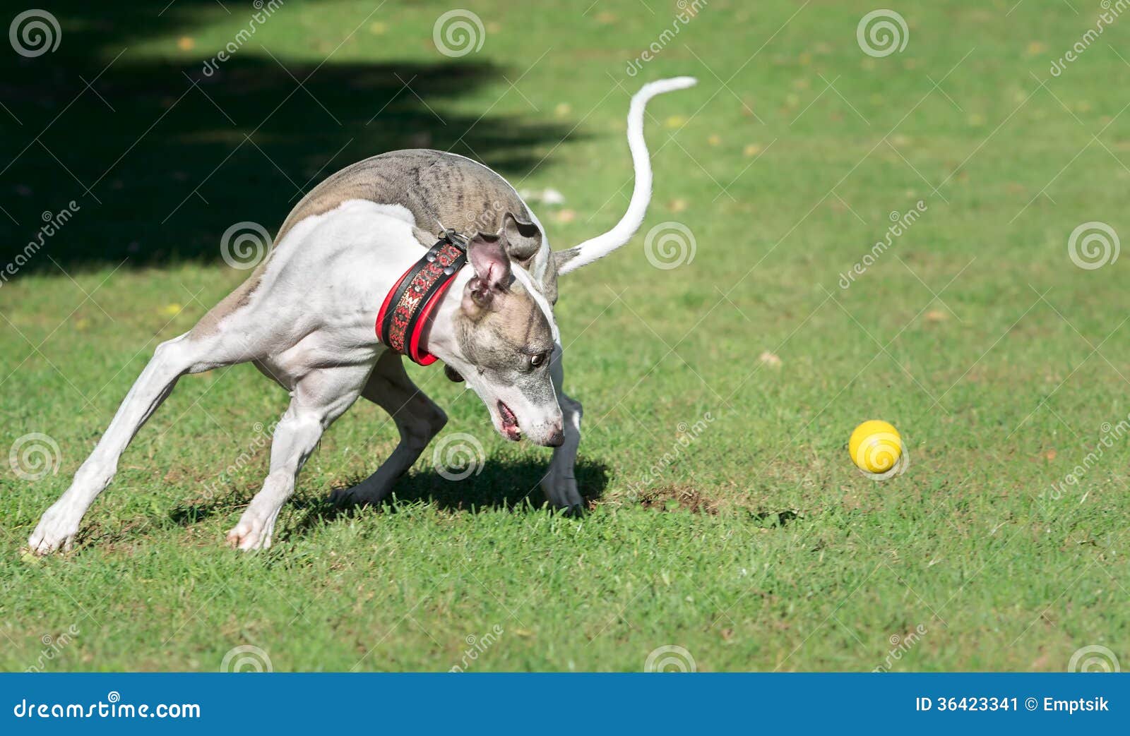 A Male Whippet Chasing a Ball Stock Image - Image of playing, collar ...