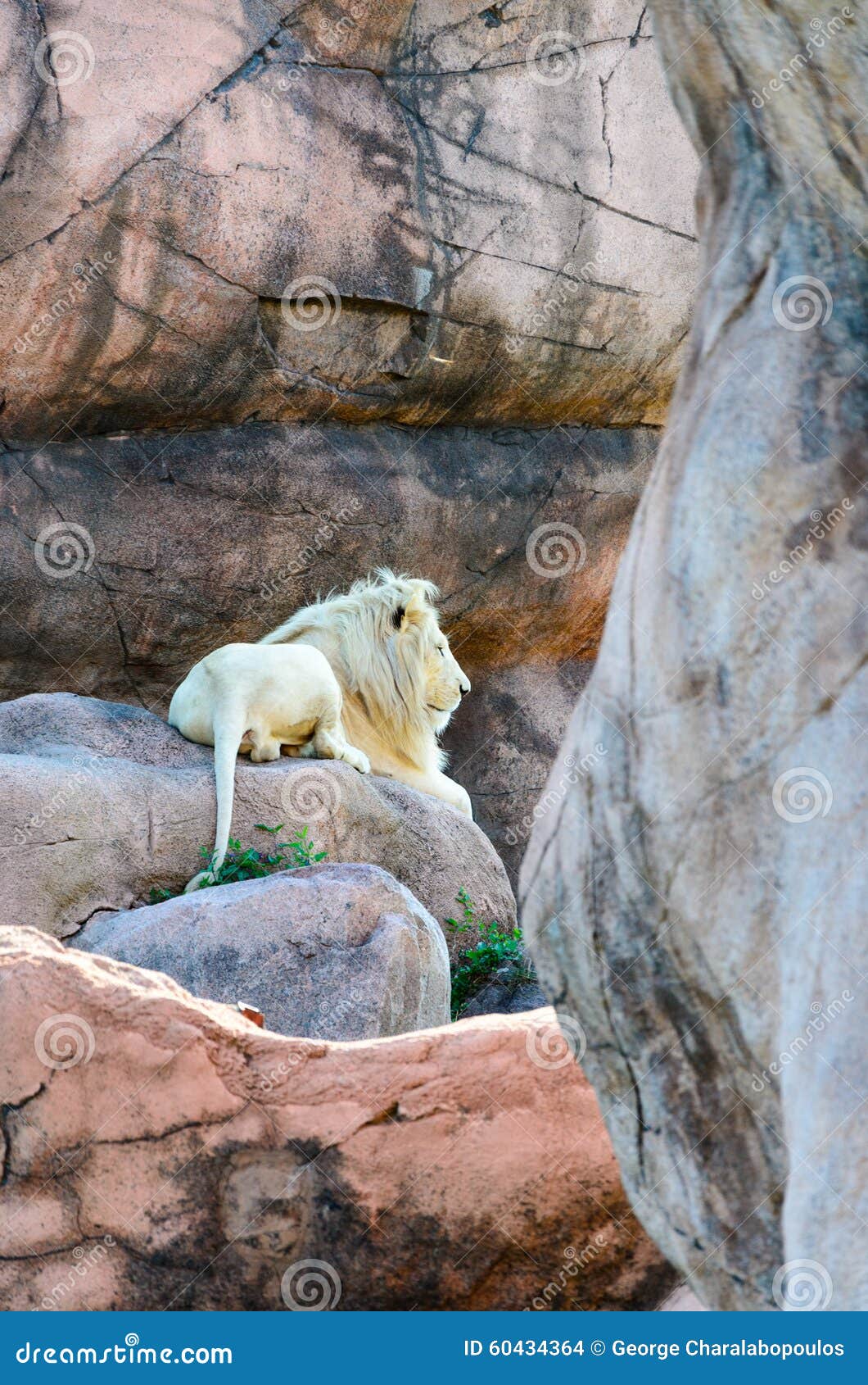 Male White Lion Lying on Rocks Stock Photo - Image of male, african ...