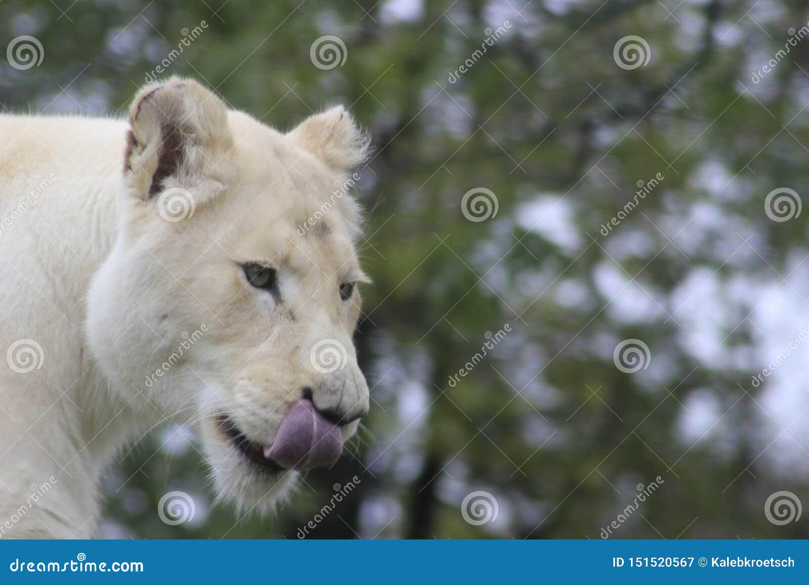 Male White Lion Nuzzling Lioness Stock Image - Image of pair, wildlife ...