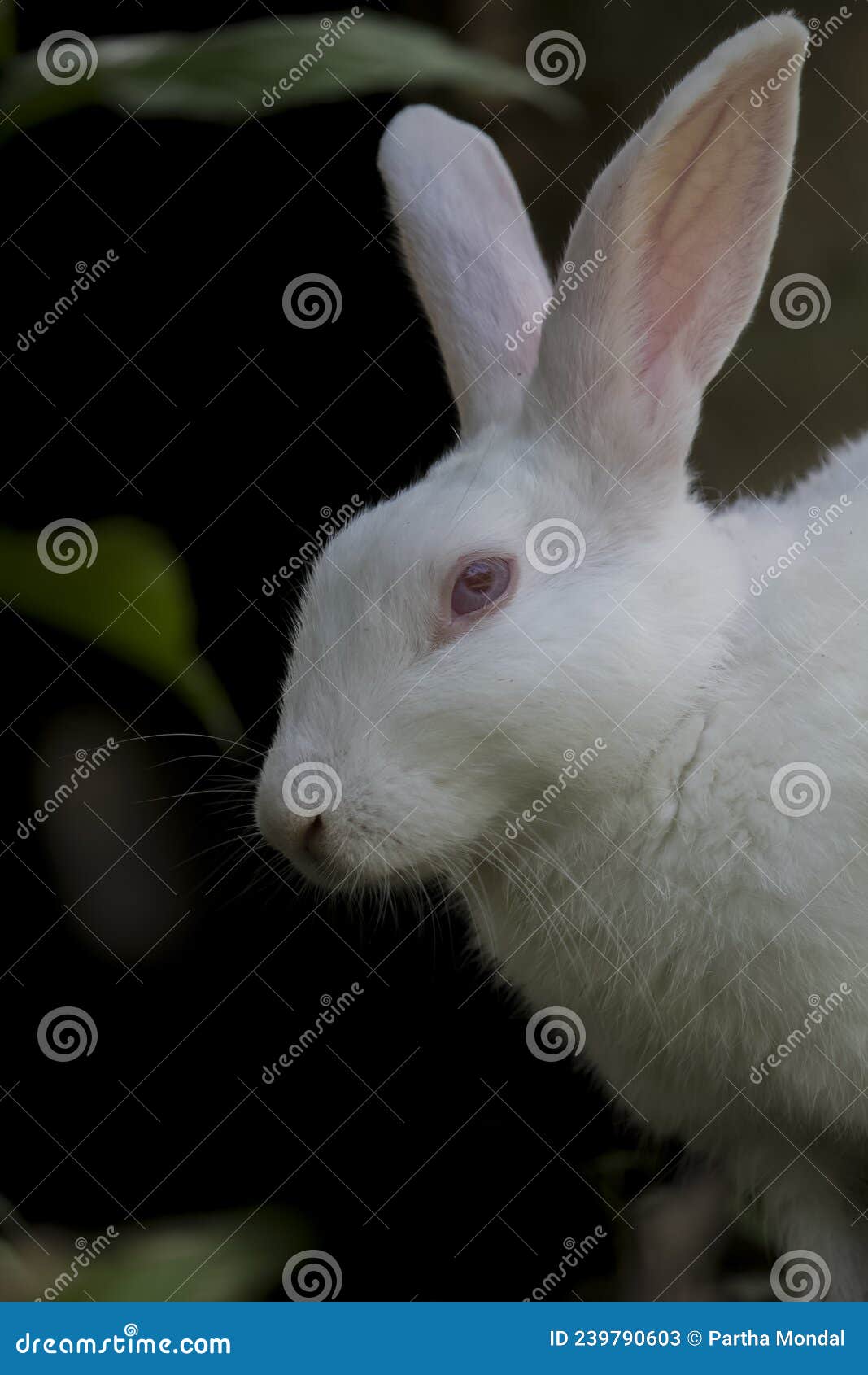 Male White rabbit stock image. Image of chipmunk, male - 239790603