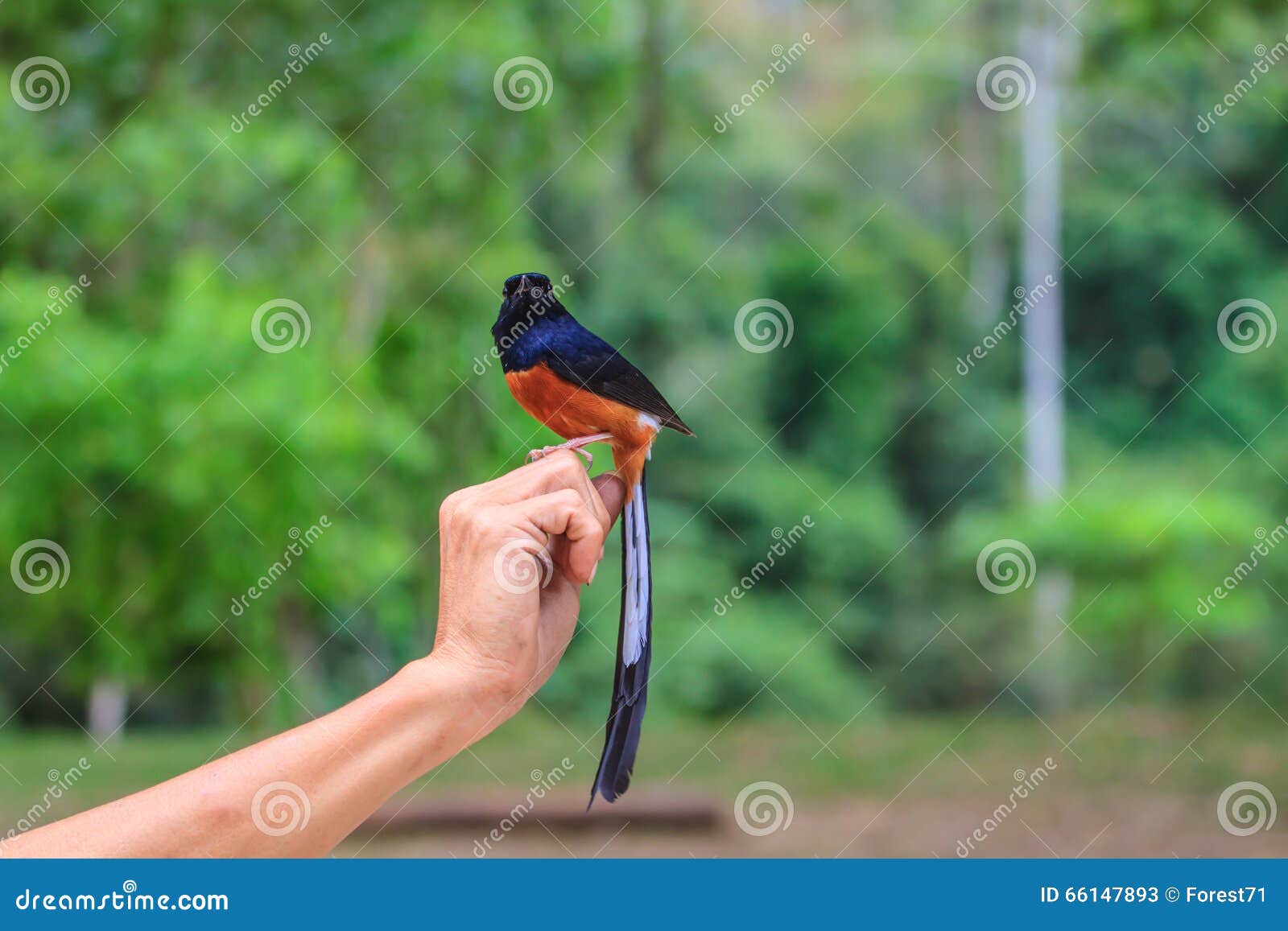 Male White-rumped Shama Standing on Hand Stock Image - Image of nature ...