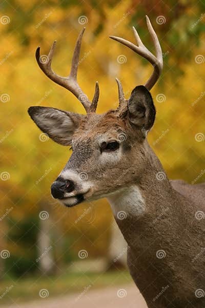 Male white tail deer stock photo. Image of country, hunting - 1317436