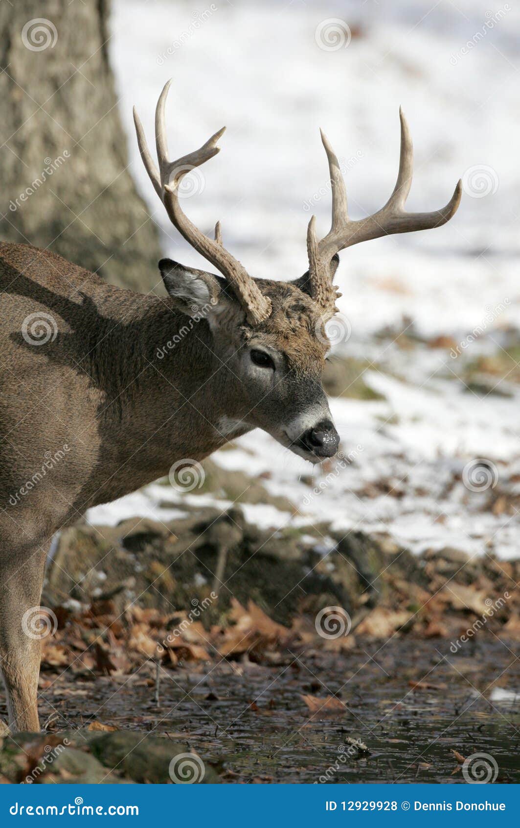 A Male White-tailed Deer stock photo. Image of wildlife - 12929928