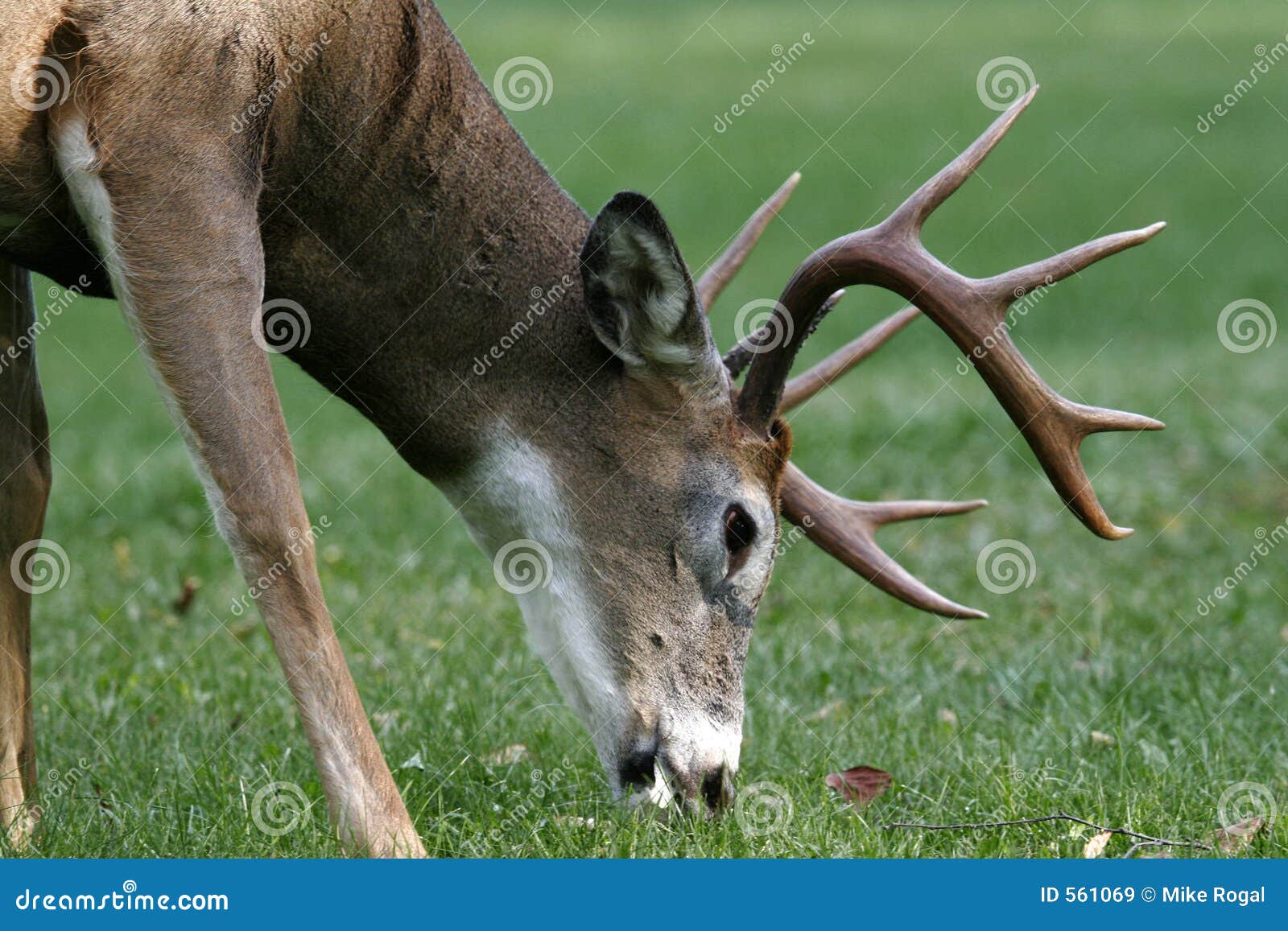 Male White Tailed Deer Grazing Stock Image - Image of deer, seasonal ...