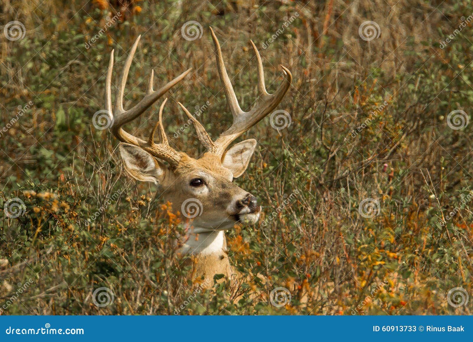 Male White Tailed Deer stock image. Image of animal, deer - 60913733