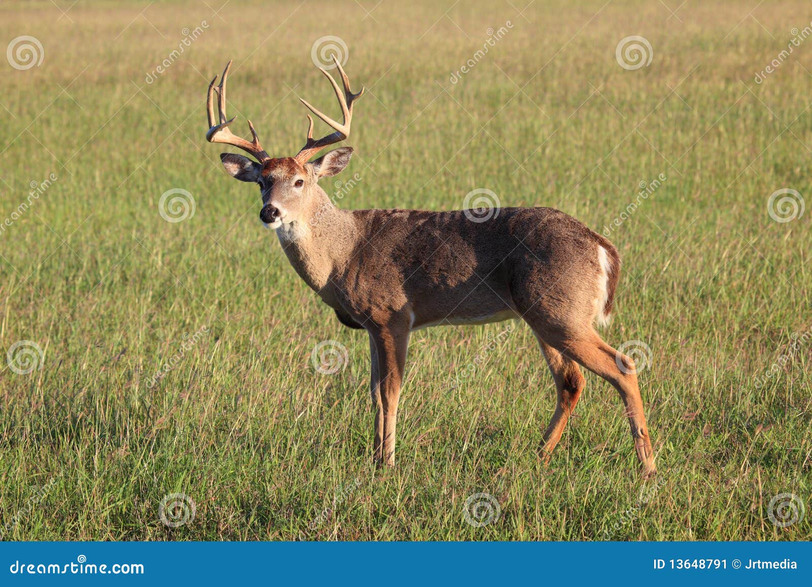 Male Whitetail Deer stock image. Image of horizontal - 13648791