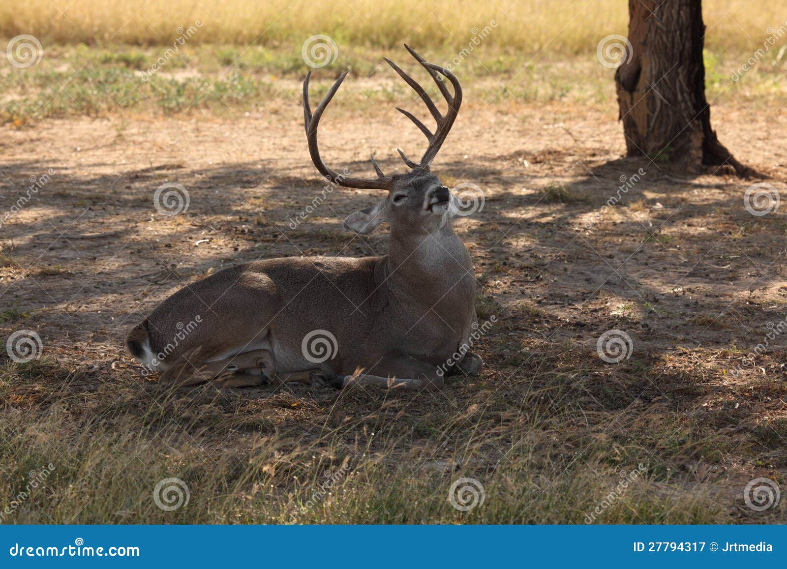 Male Whitetail Deer stock image. Image of nature, stretching - 27794317