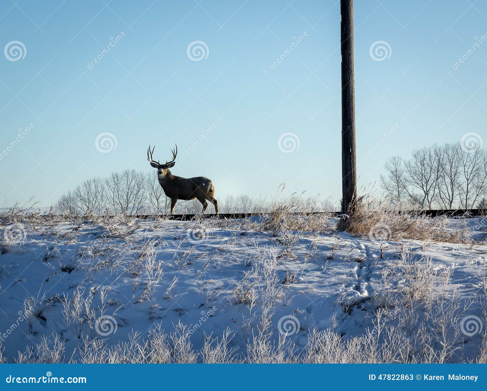 Male Whitetail Deer stock image. Image of train, tracks - 47822863