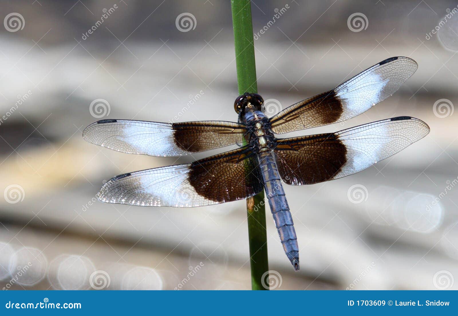 Widow Skimmer Dragon Stock Photos - Free & Royalty-Free Stock Photos ...