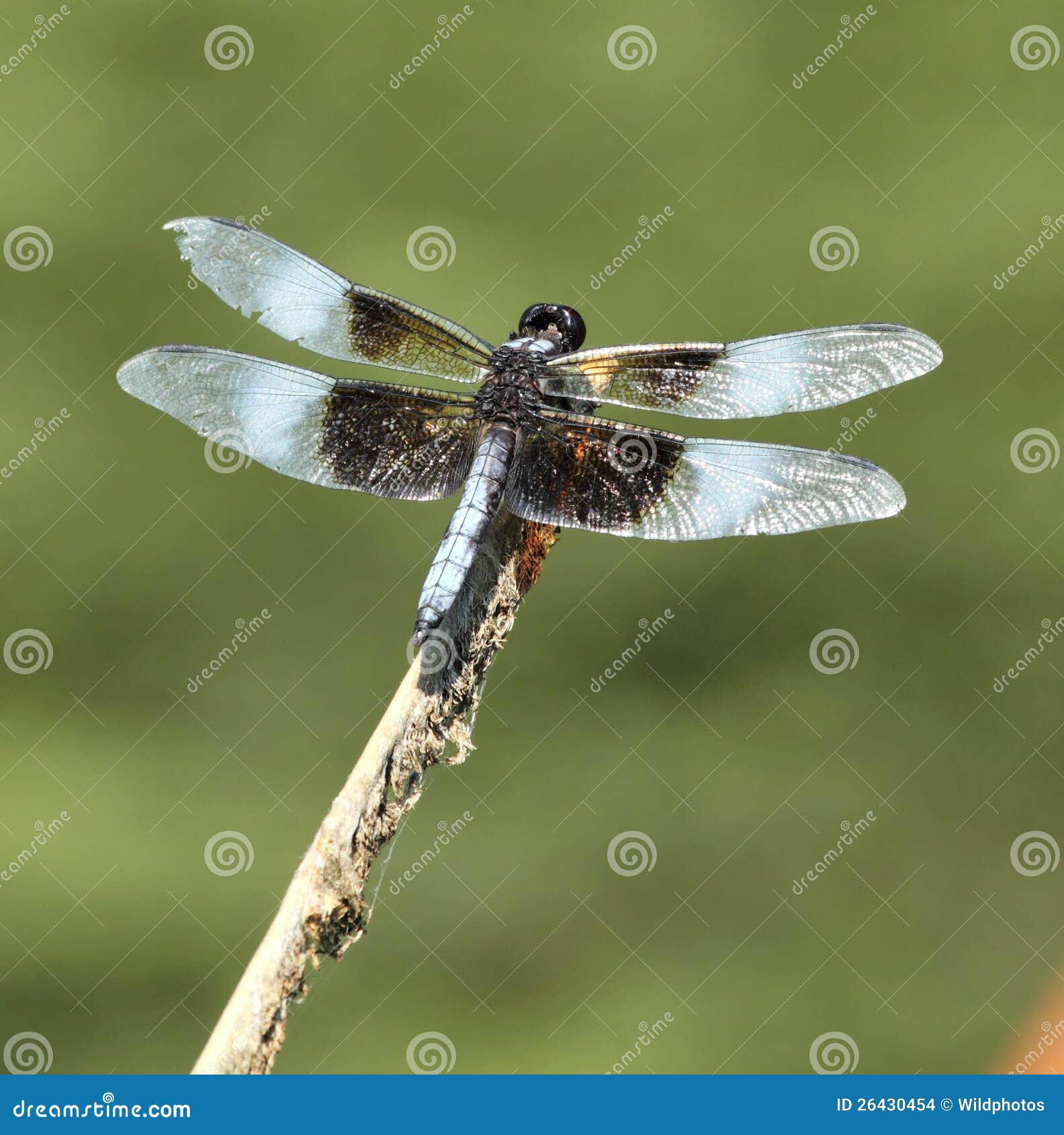 Male Widow Skimmer Dragonfly Stock Photo - Image of branch, biology ...