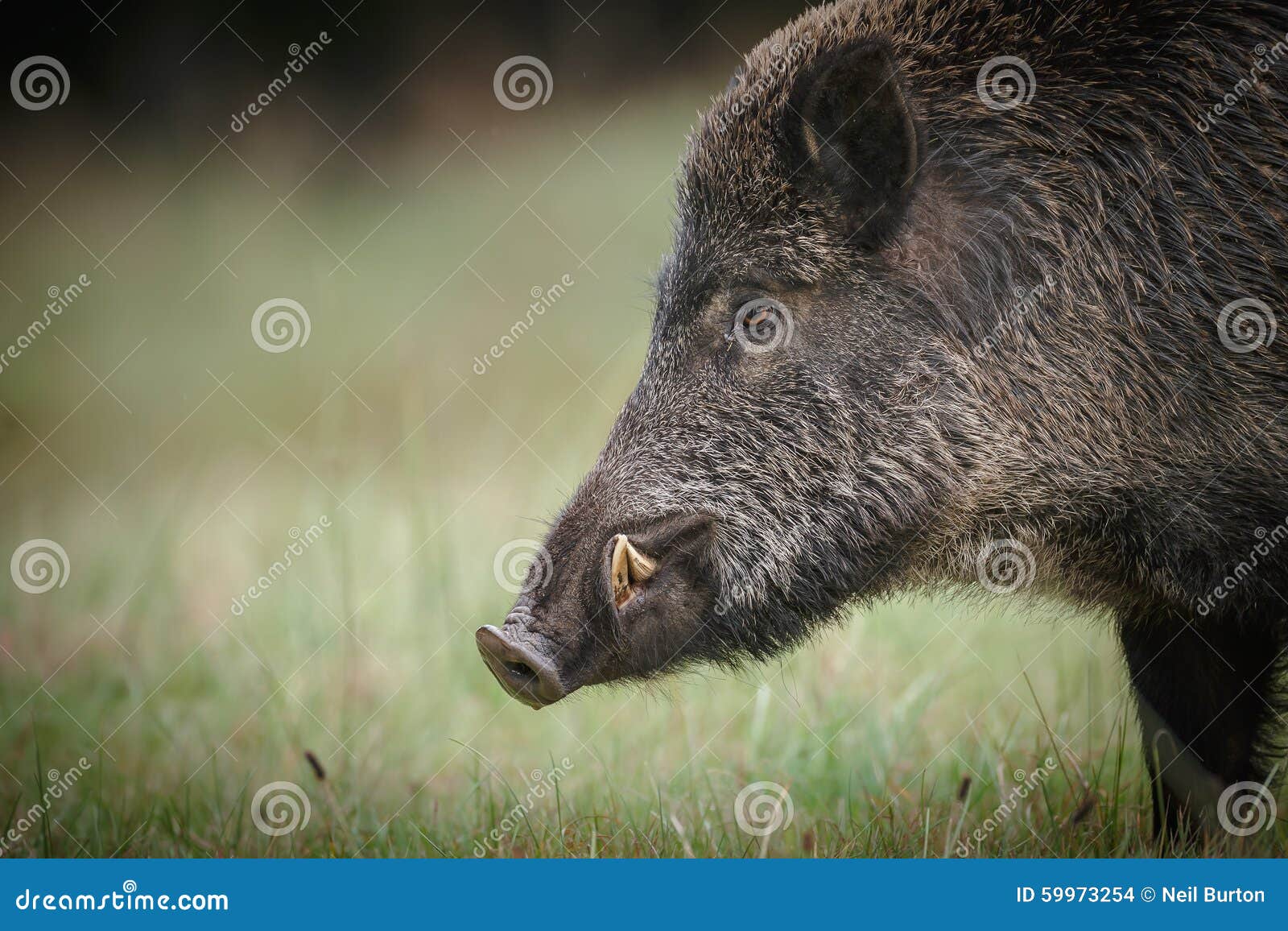 Male wild boar stock photo. Image of close, large, formidable - 59973254