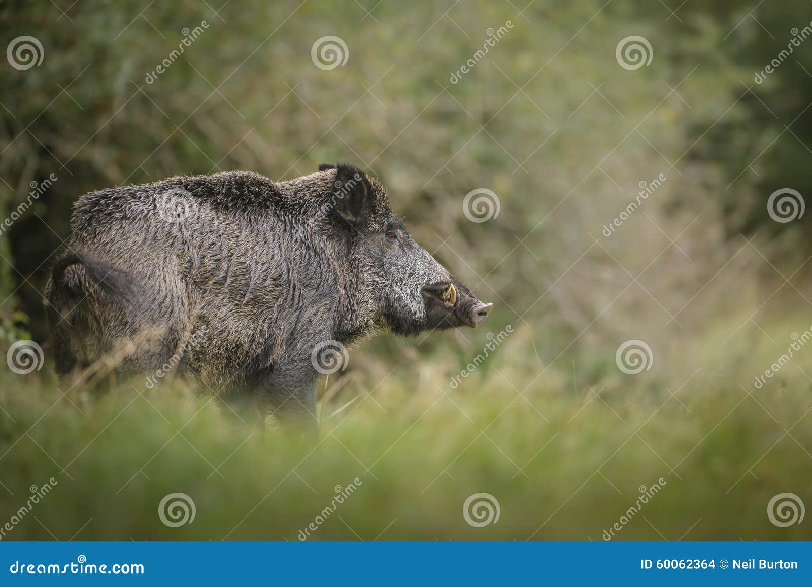 Big Male Wild Boar Royalty-Free Stock Photography | CartoonDealer.com ...