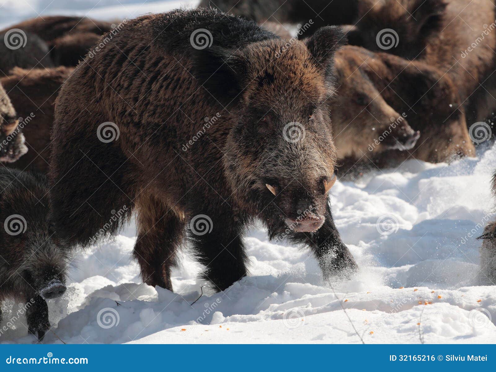 Male wild boar stock photo. Image of animal, pork, wild - 32165216