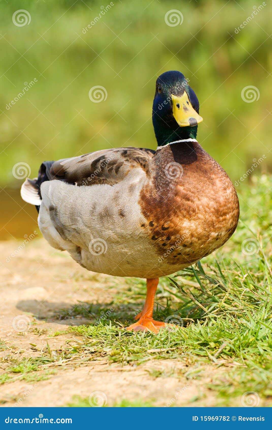 Male Wild Duck Stand on Single Foot Stock Photo - Image of fall, fowl ...
