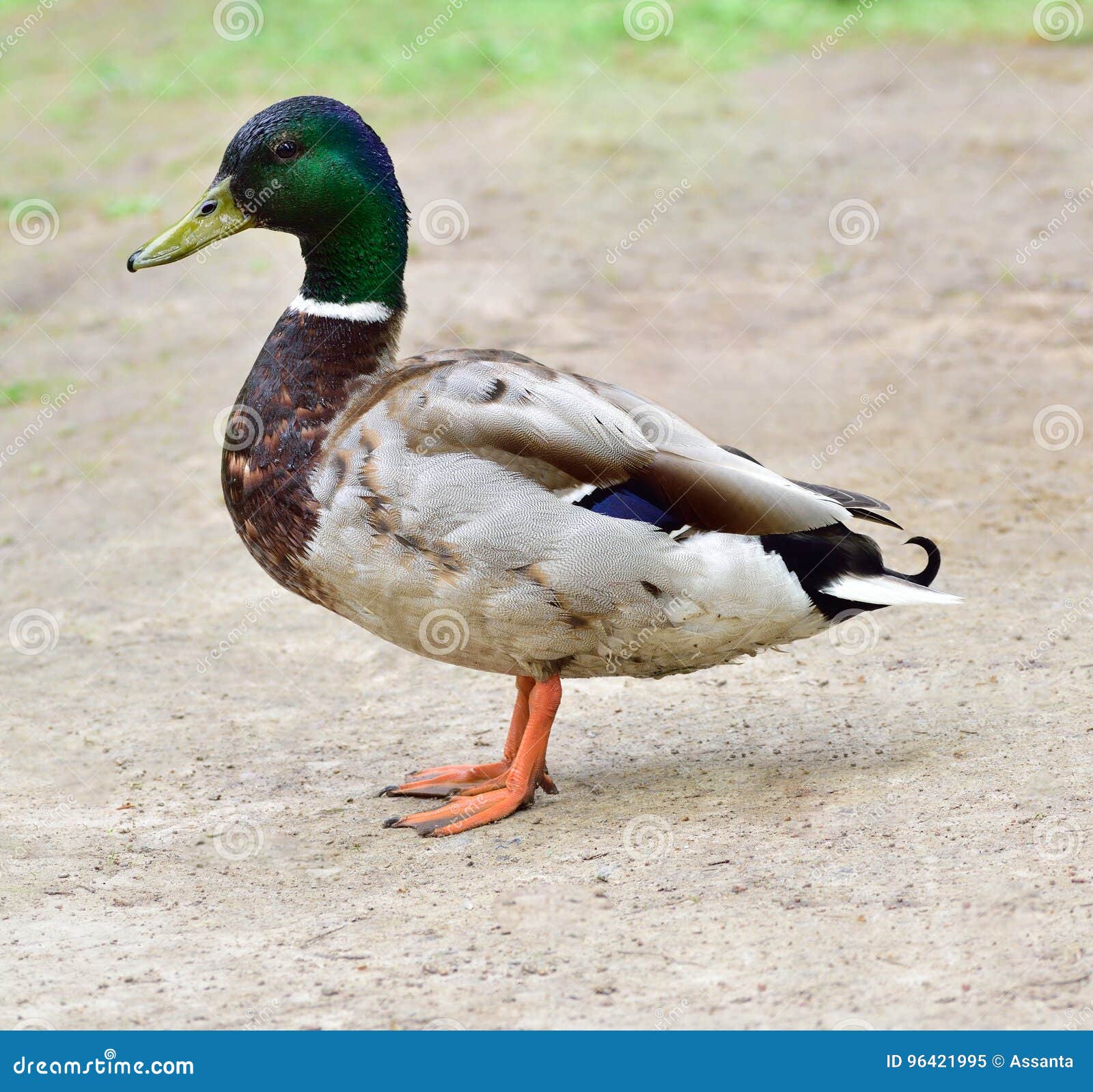 Male Wild Duck Staying on the Ground Stock Image - Image of fauna ...