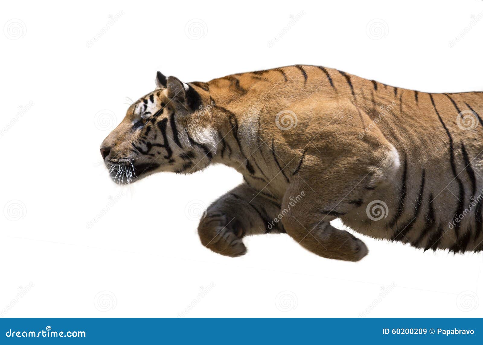 Charging Tiger Photos - Free & Royalty-Free Stock Photos from Dreamstime