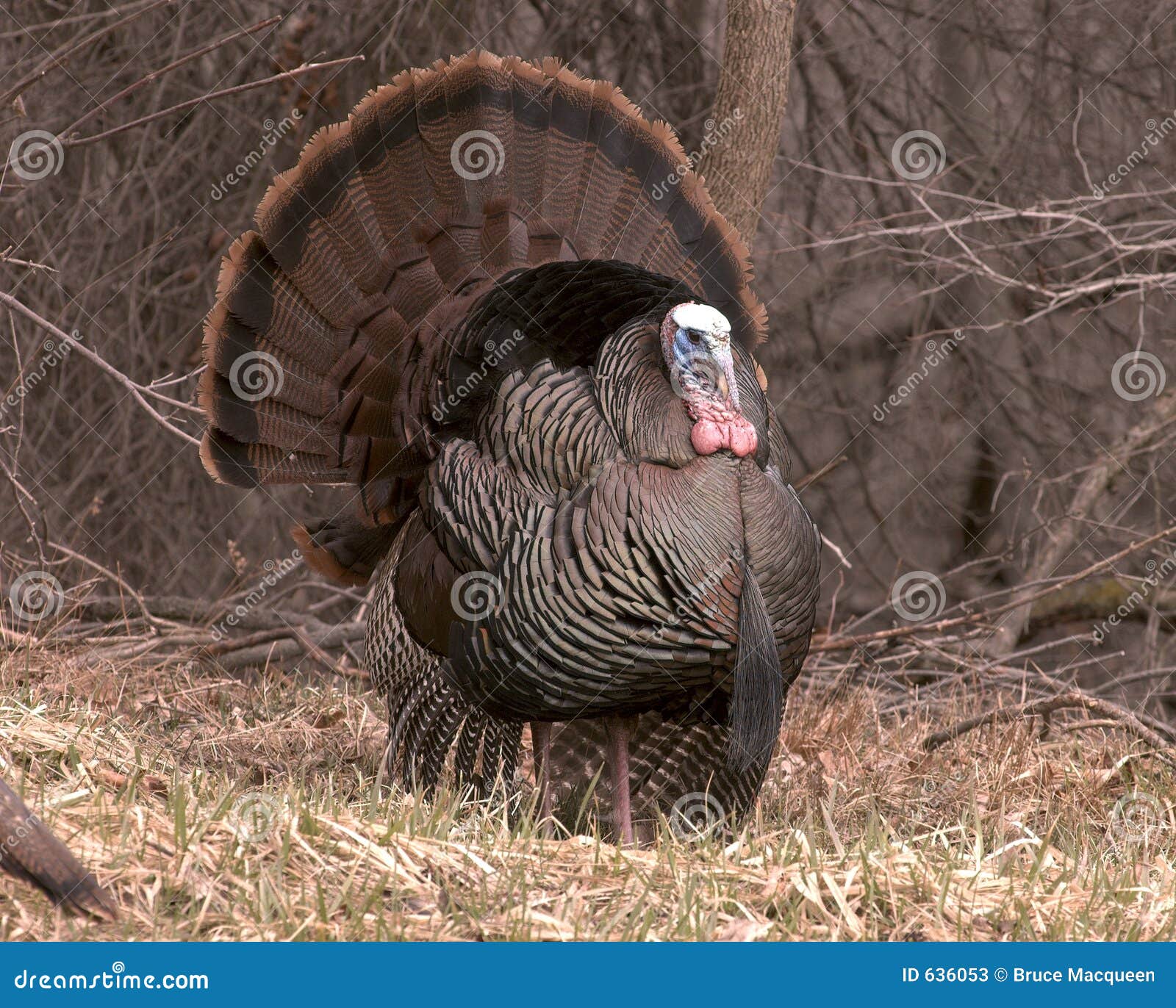 Male Wild Turkey stock image. Image of woods, outdoors - 636053
