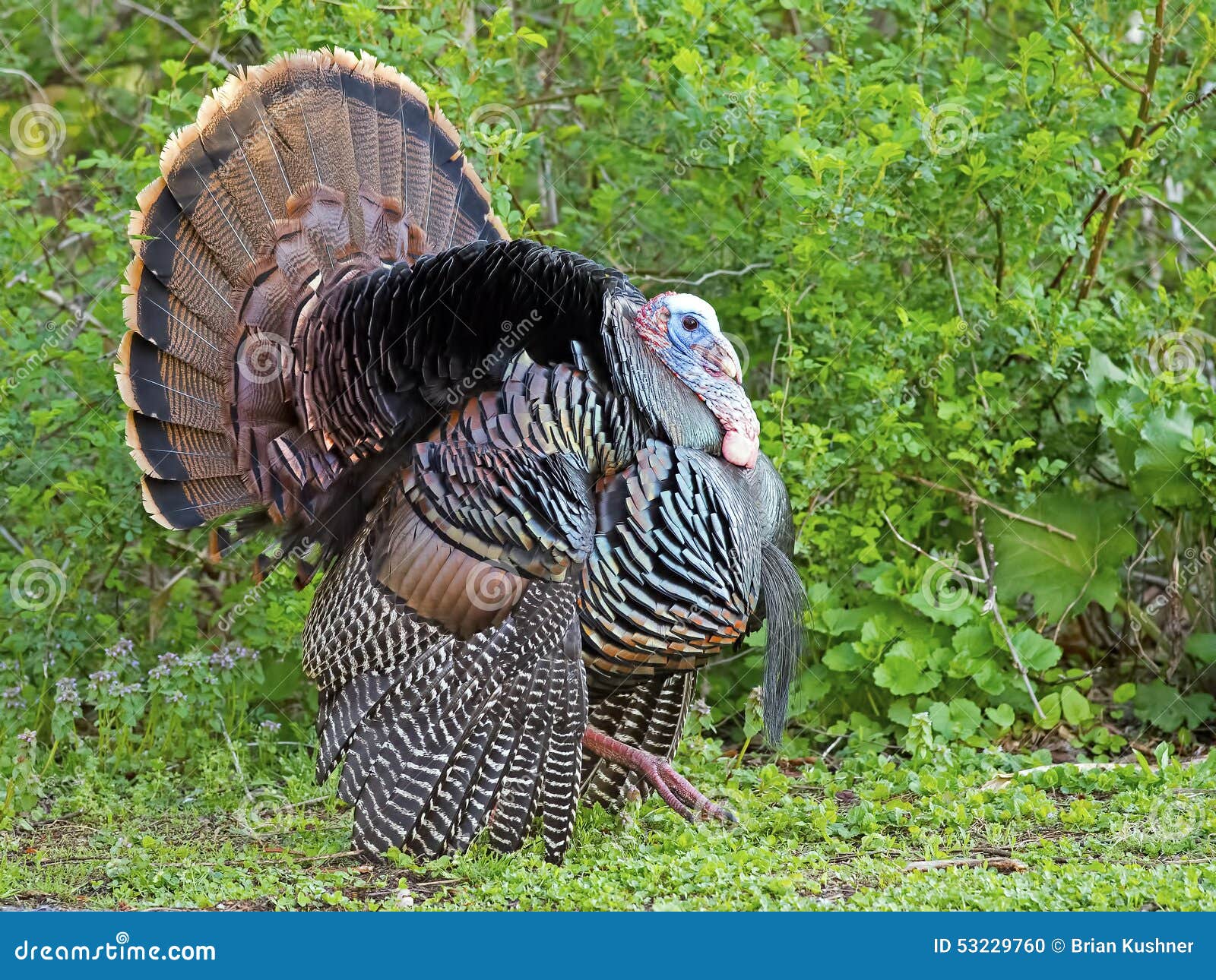 Male Wild Turkey Fanning stock photo. Image of avian - 53229760