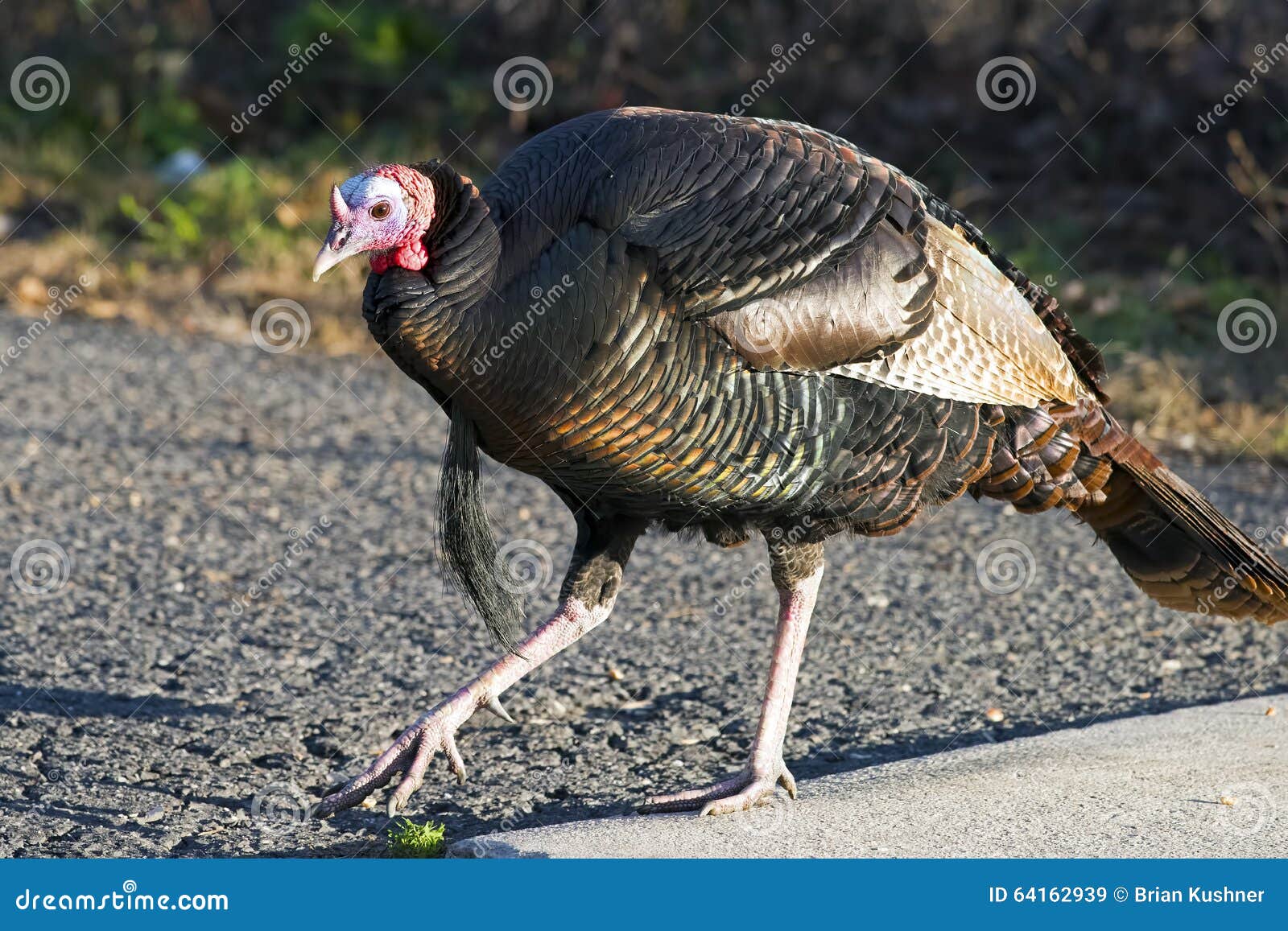 Male Wild Turkey Fanning stock image. Image of displaying - 64162939