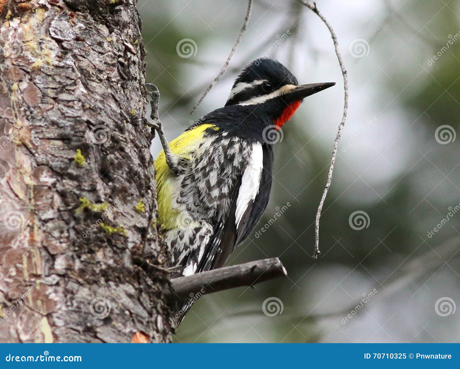 Male Williamson S Sapsucker Stock Image - Image of wild, bird: 70710325