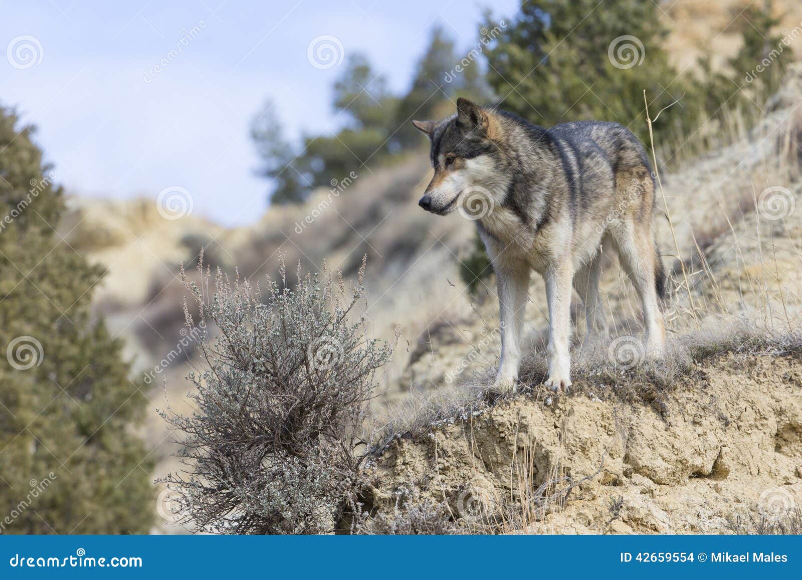Male Wolf Looking Down Ravine Stock Photo - Image of food, canidae ...