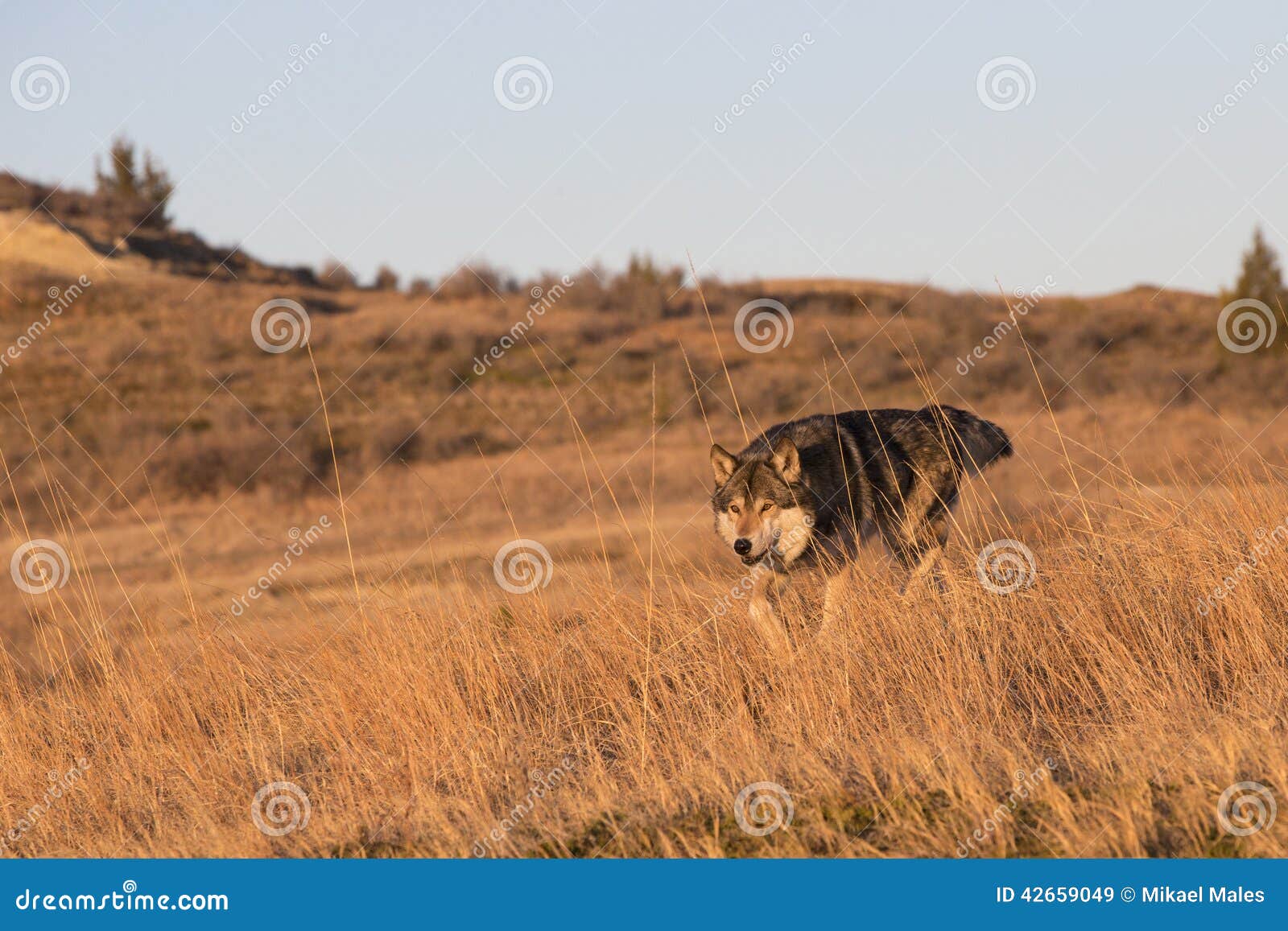 Male Wolf on the Prowl for Food Stock Image - Image of carnivore, hairs ...