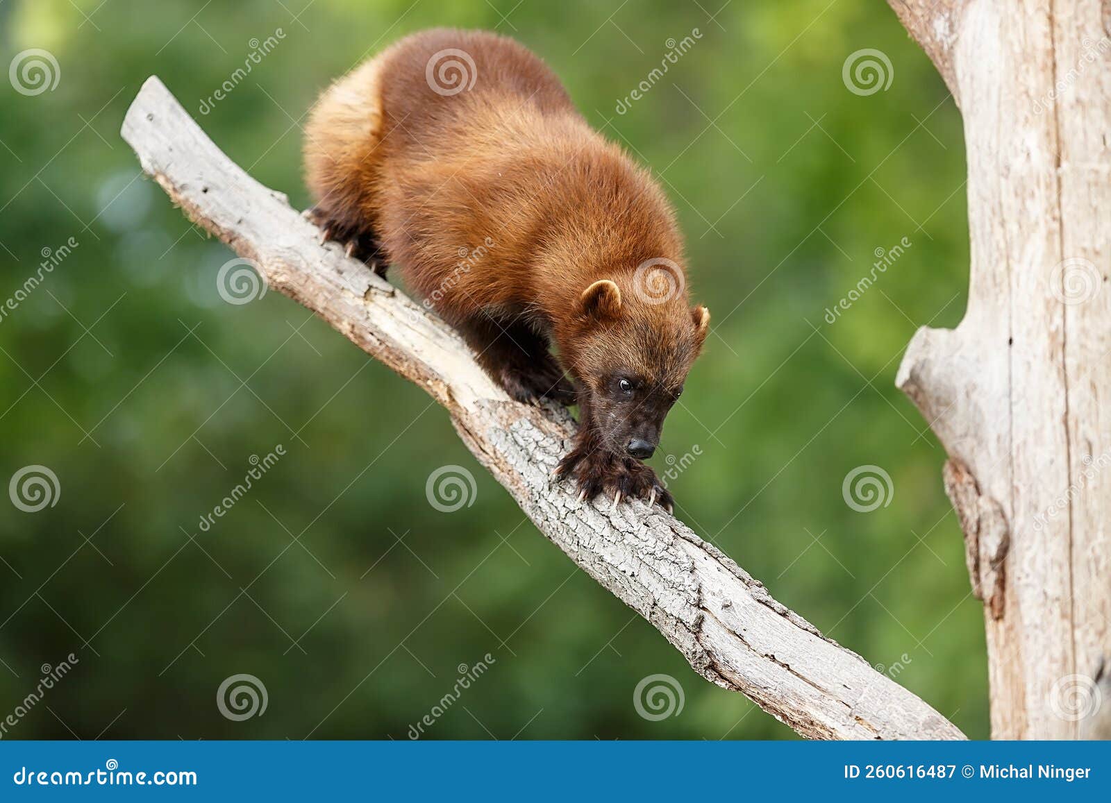 Wolverine Gulo Gulo Crawling Upside Down Stock Image - Image of gulo ...